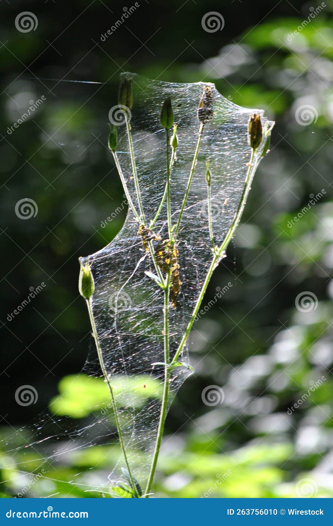 Beautiful Closeup of a Cobweb in the Garden Stock Photo - Image of ...