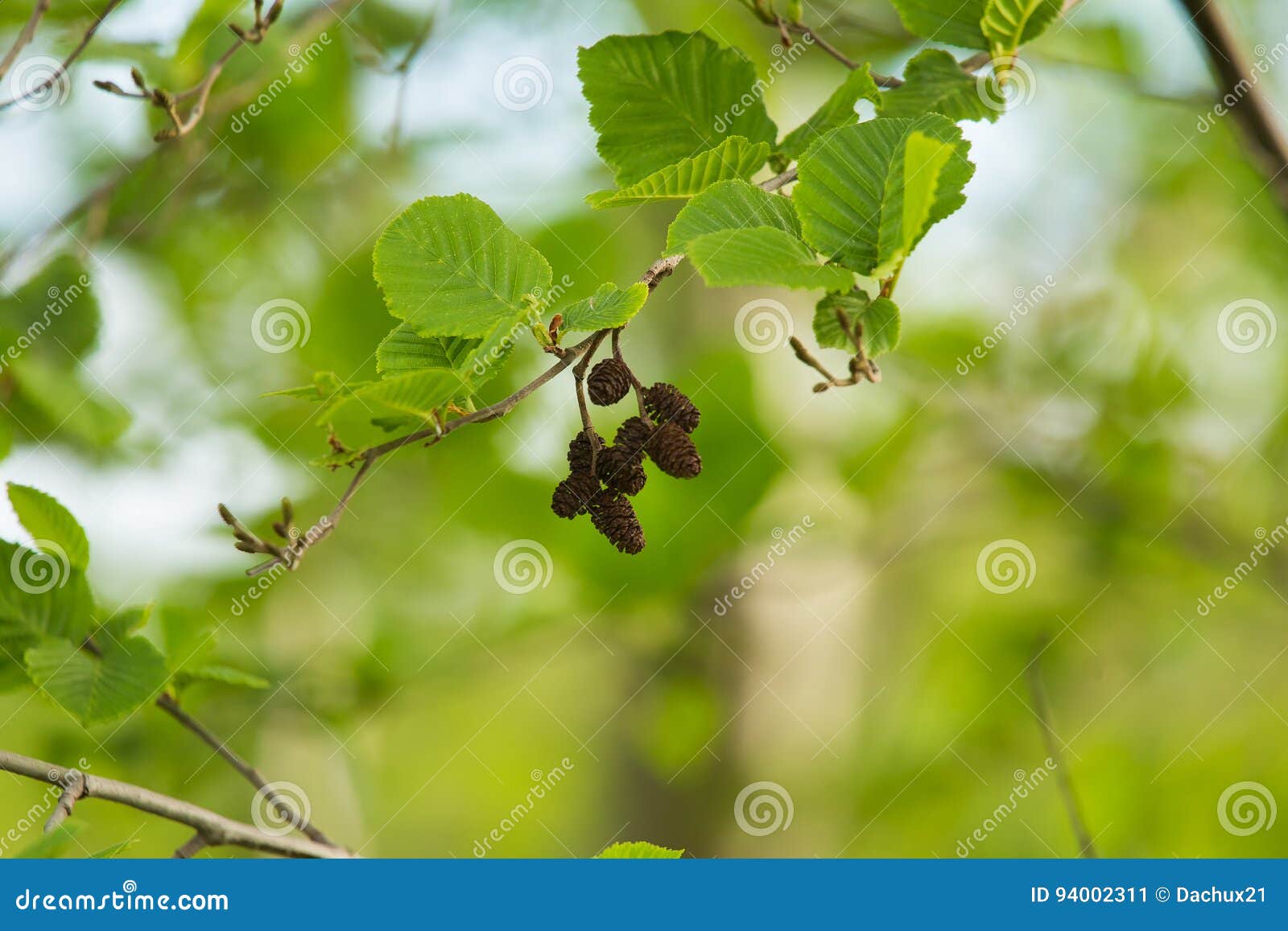 A Beautiful Closeup of a Common Black Alder Branches in Spring Stock ...