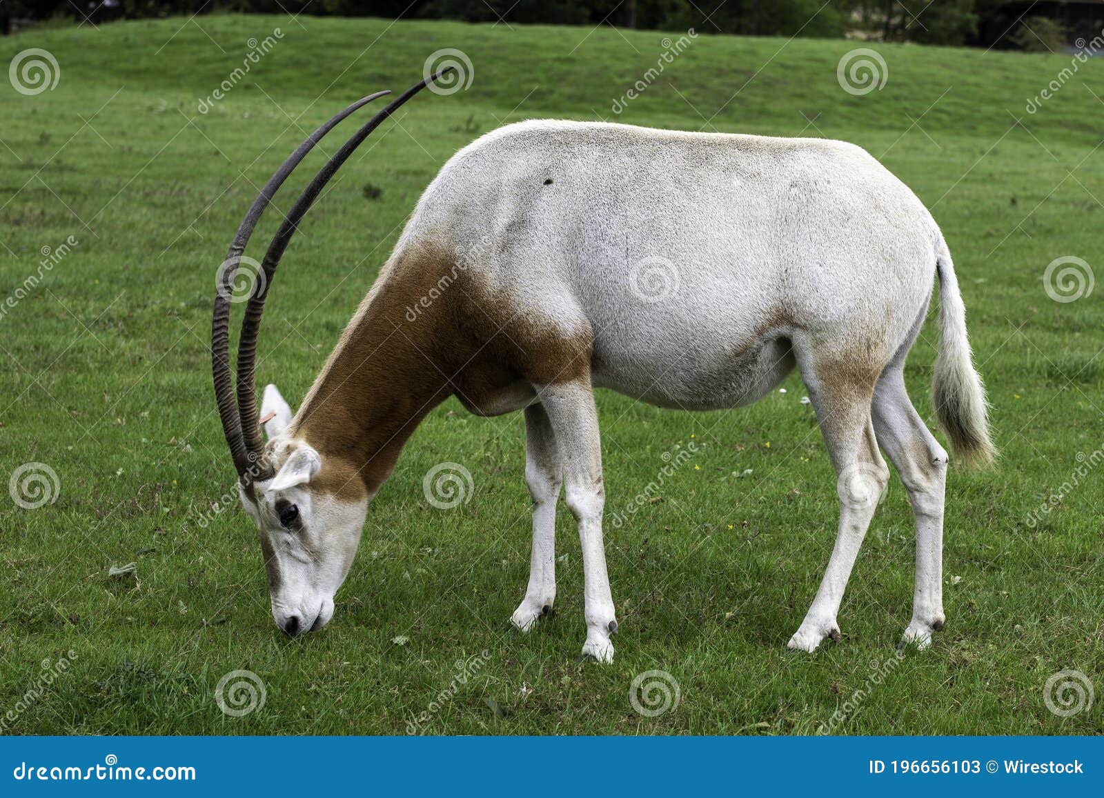 Beautiful Closeup Focus Shot of a Scimitar Oryx Eating Grass Stock ...