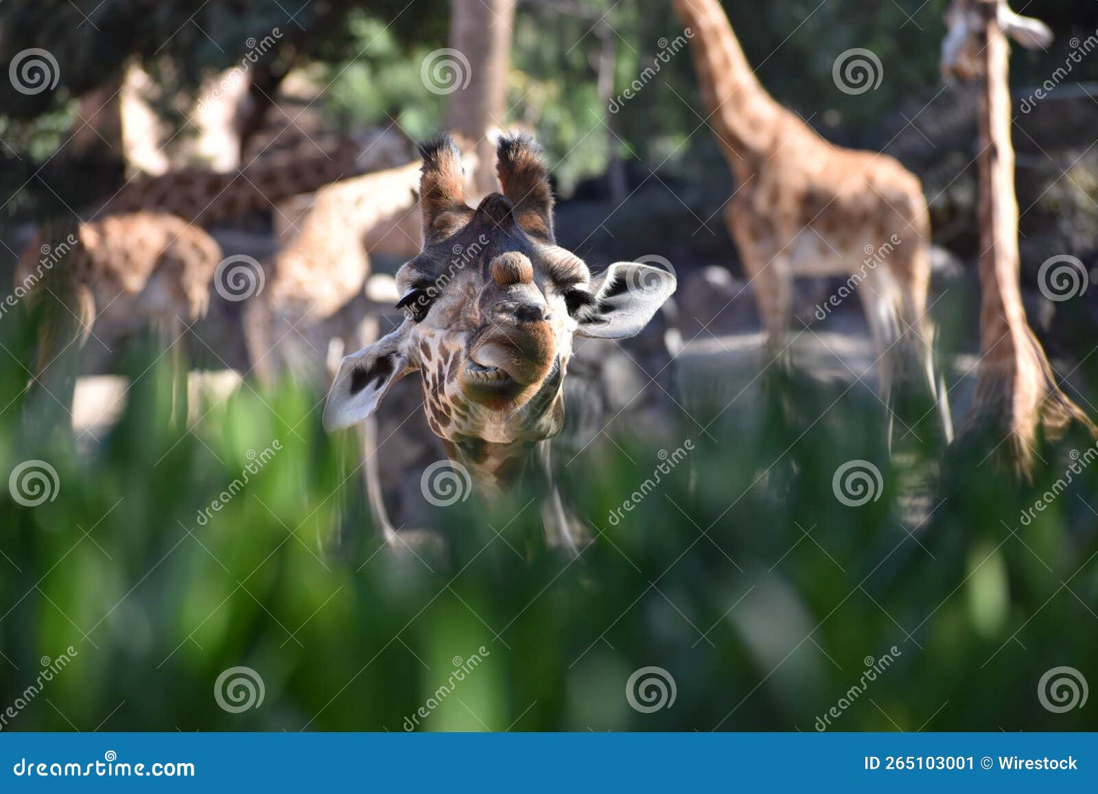 Beautiful Closeup of a Giraffe Face in the Zoo Stock Image - Image of ...