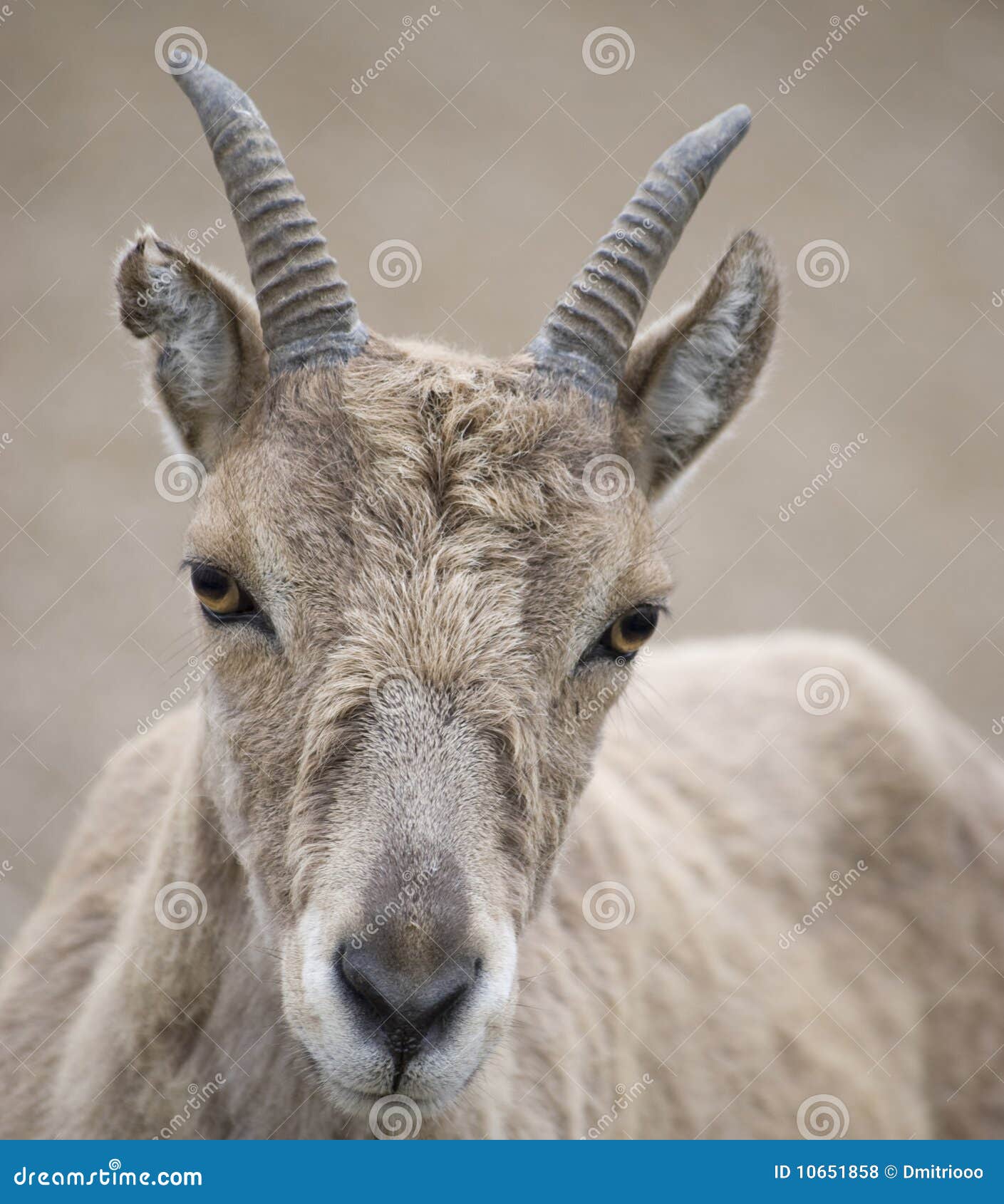 Beautiful Closeup of a Goat. Stock Photo - Image of rural, capricorn ...