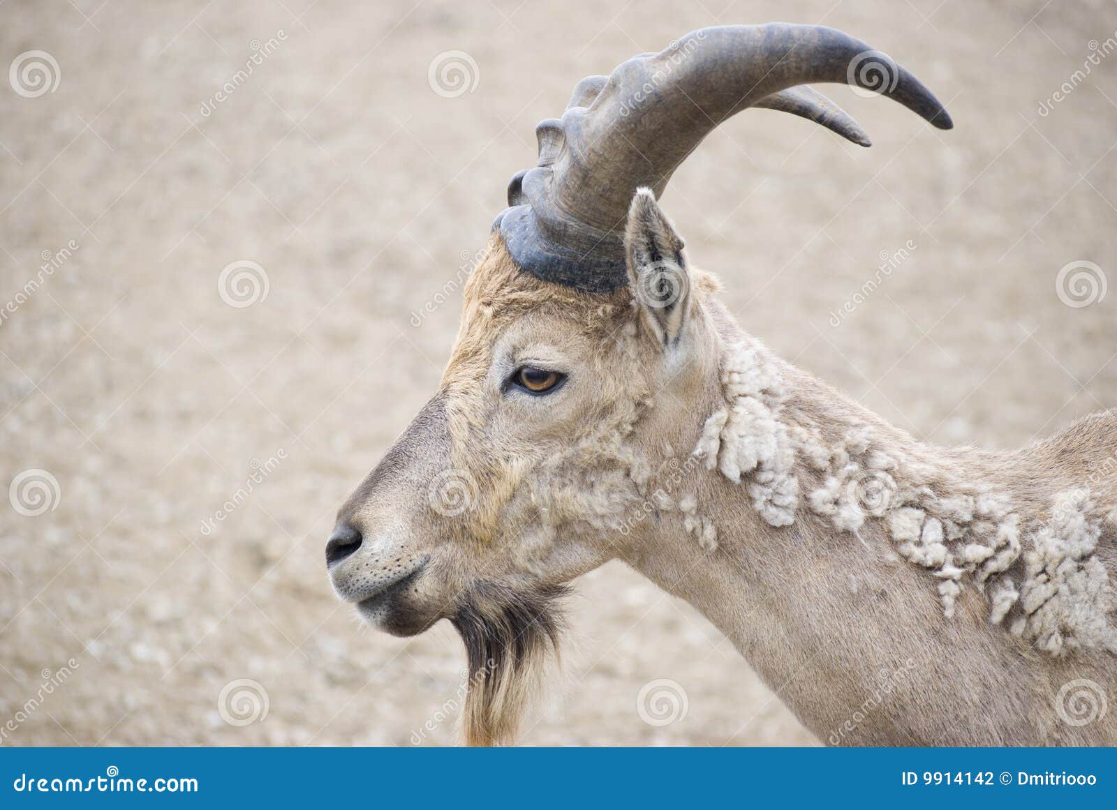 Beautiful Closeup of a Goat. Stock Photo - Image of mammal, hairy: 9914142