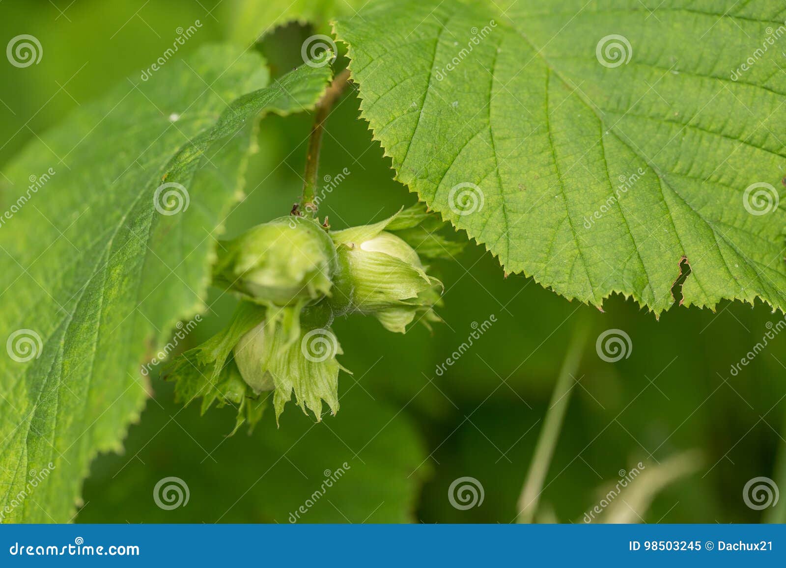 Beautiful Closeup of a Green Hazel Nuts in the Tree. Stock Image ...