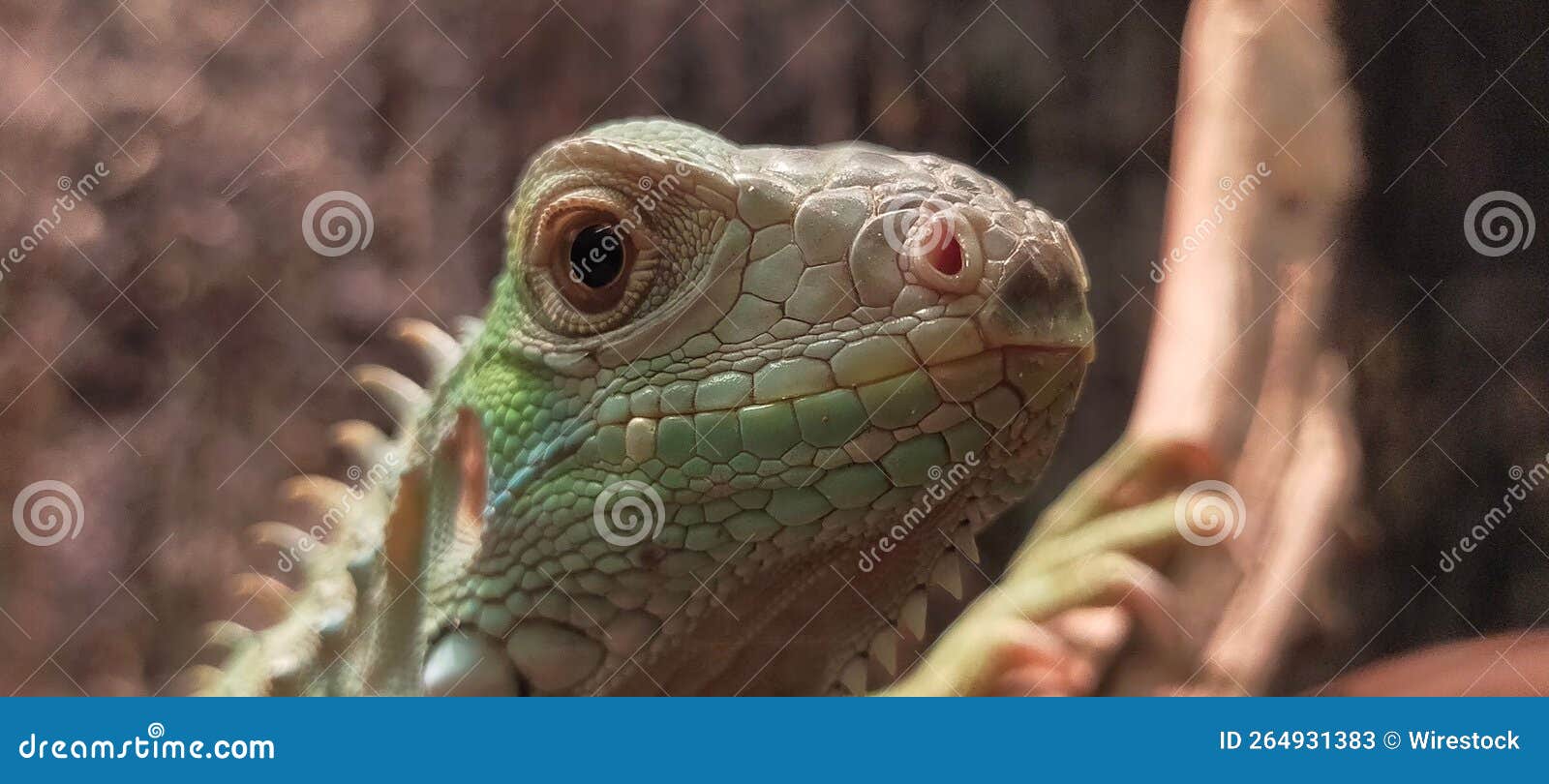 Beautiful Closeup of an Iguanas Stock Image - Image of natural, nature ...