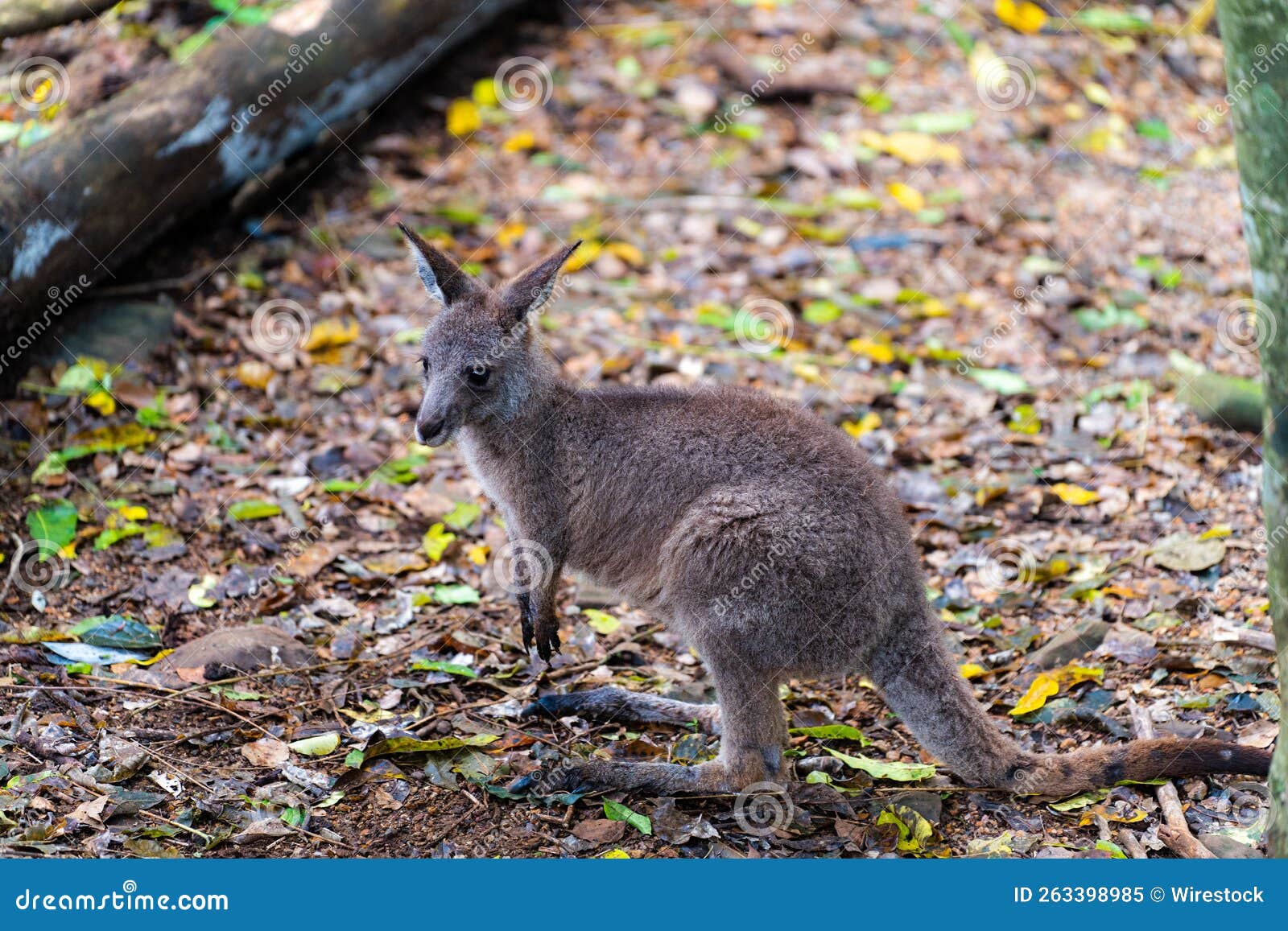 Beautiful Closeup of a Kangaroo on a Ground Stock Image - Image of ...