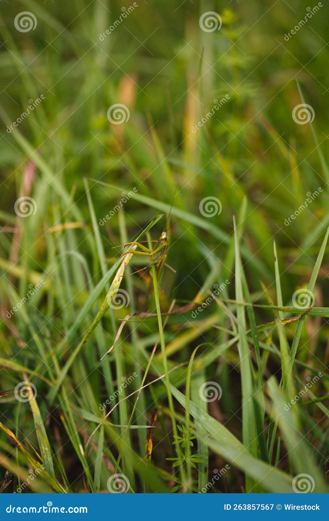 Beautiful Closeup of a Mantis in the Grass Stock Image - Image of ...