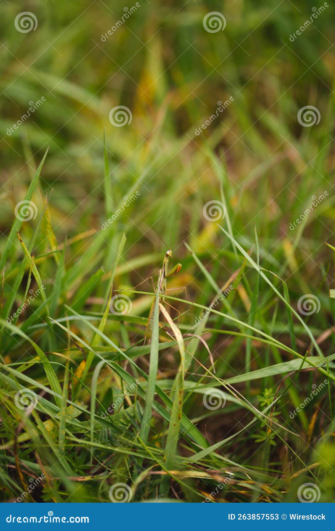 Beautiful Closeup of a Mantis in the Grass Stock Image - Image of wild ...