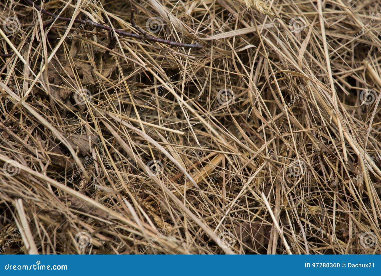 A Beautiful Closeup of a Natural Dried Grass Stock Photo - Image of ...