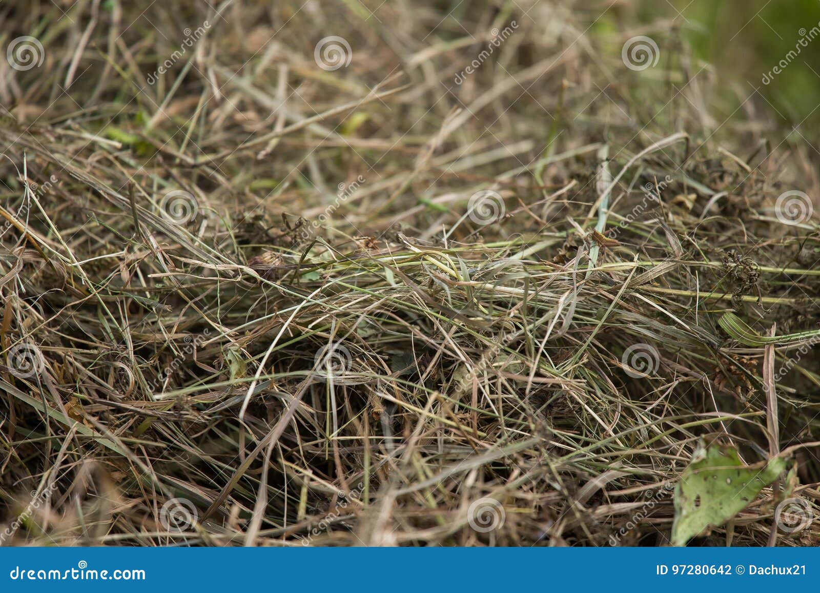 A Beautiful Closeup of a Natural Dried Grass Stock Photo - Image of ...