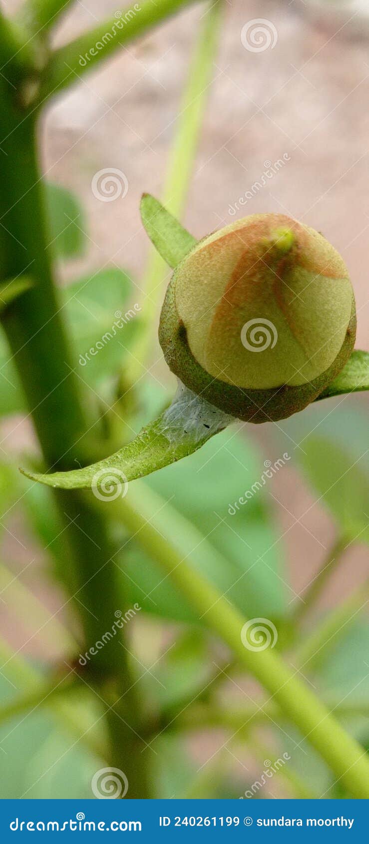 Beautiful closeup new buds stock image. Image of petal - 240261199