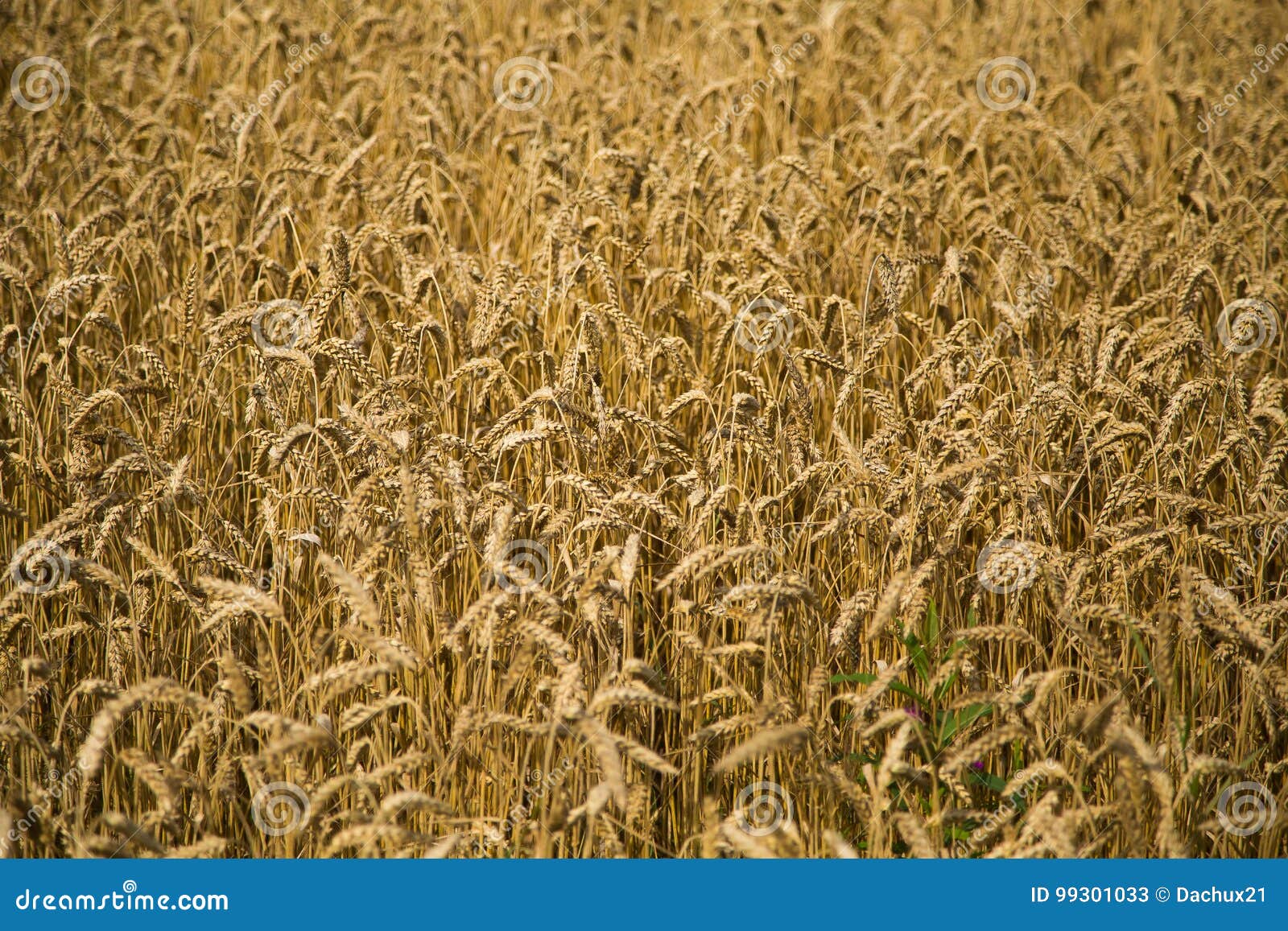 A Beautiful Closeup Pattern of a Grain Field at the End of Summer ...
