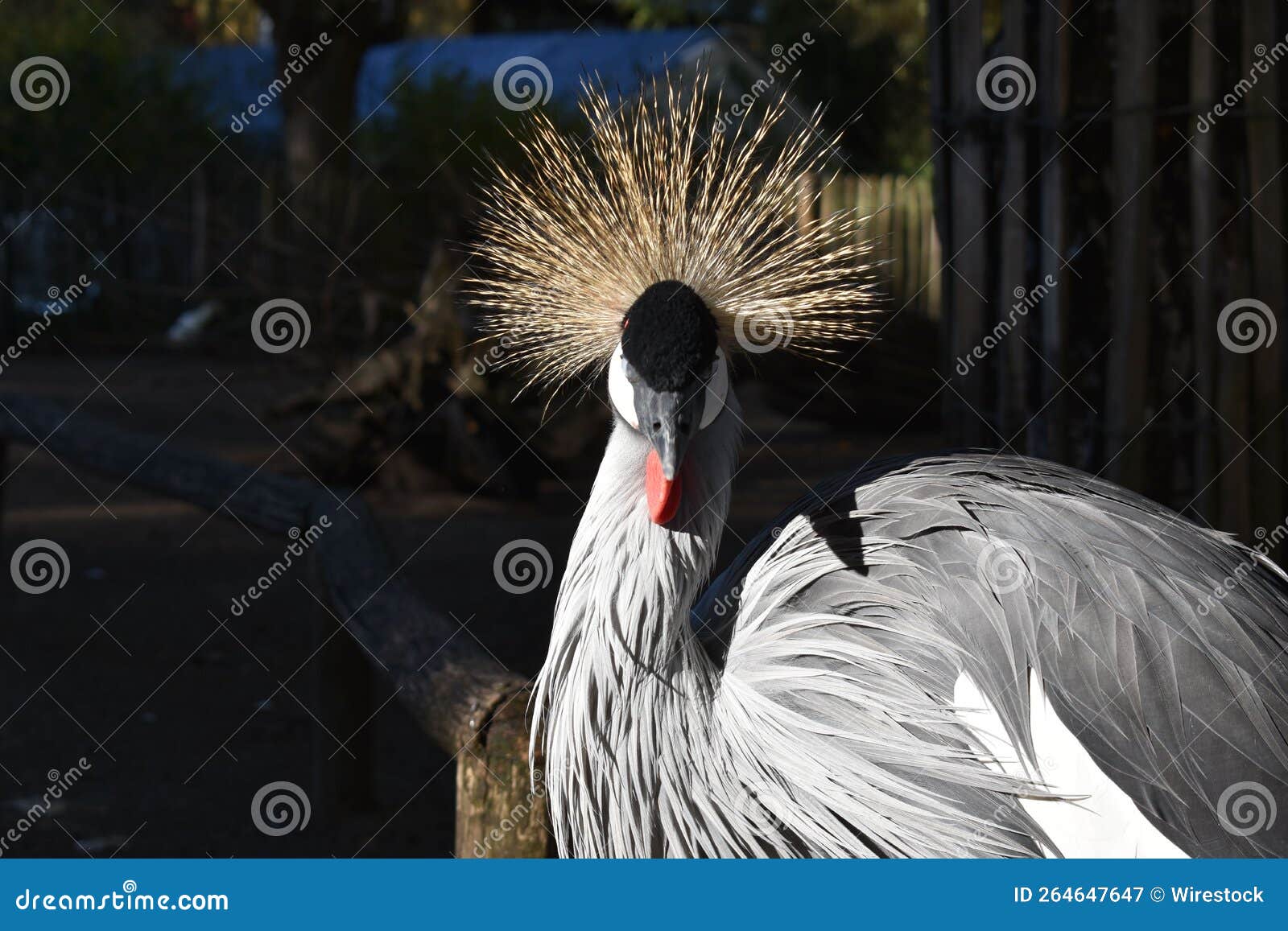 Beautiful Closeup Portrait of a Black Crowned Crane Stock Image - Image ...