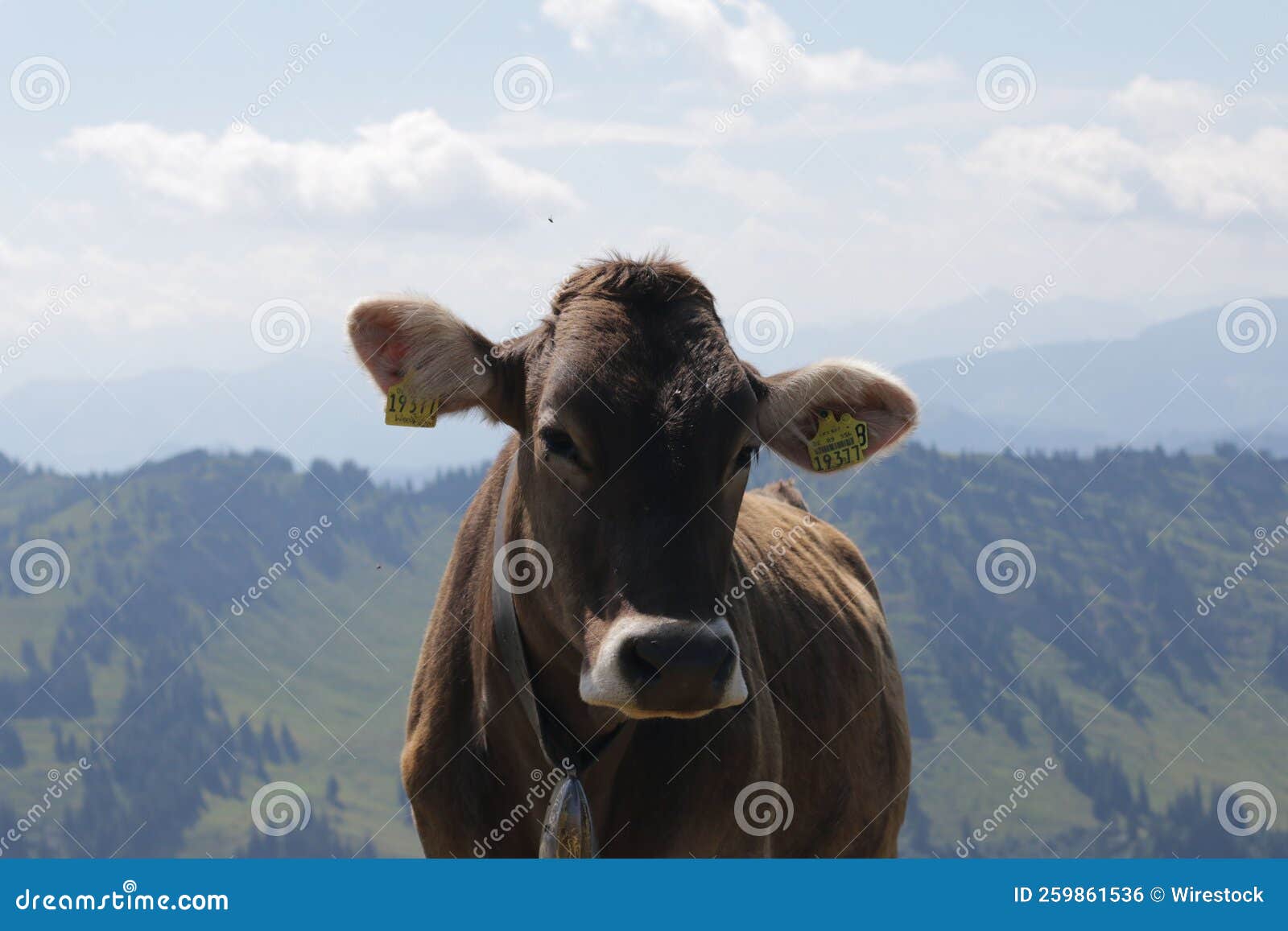 Beautiful Closeup Portrait of a Cow Editorial Photo - Image of wildlife ...