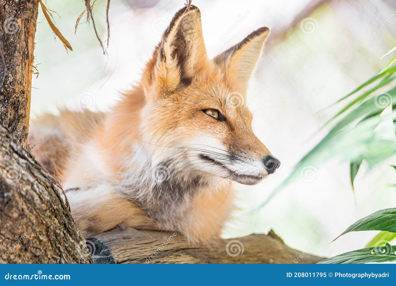 Beautiful Closeup Portrait of a Wild Red Fox, Vulpes Vulpes, on a Tree ...