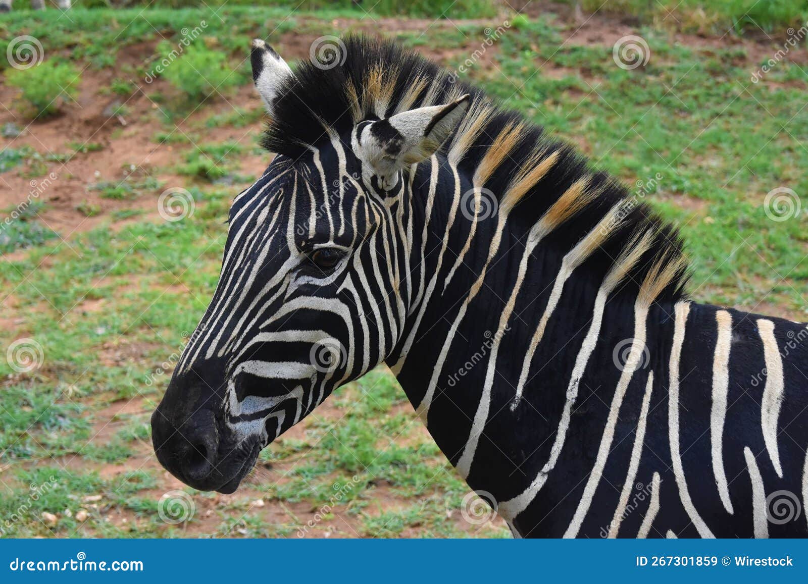 Beautiful Closeup Portrait of a Zebra in a Zoo Stock Image - Image of ...
