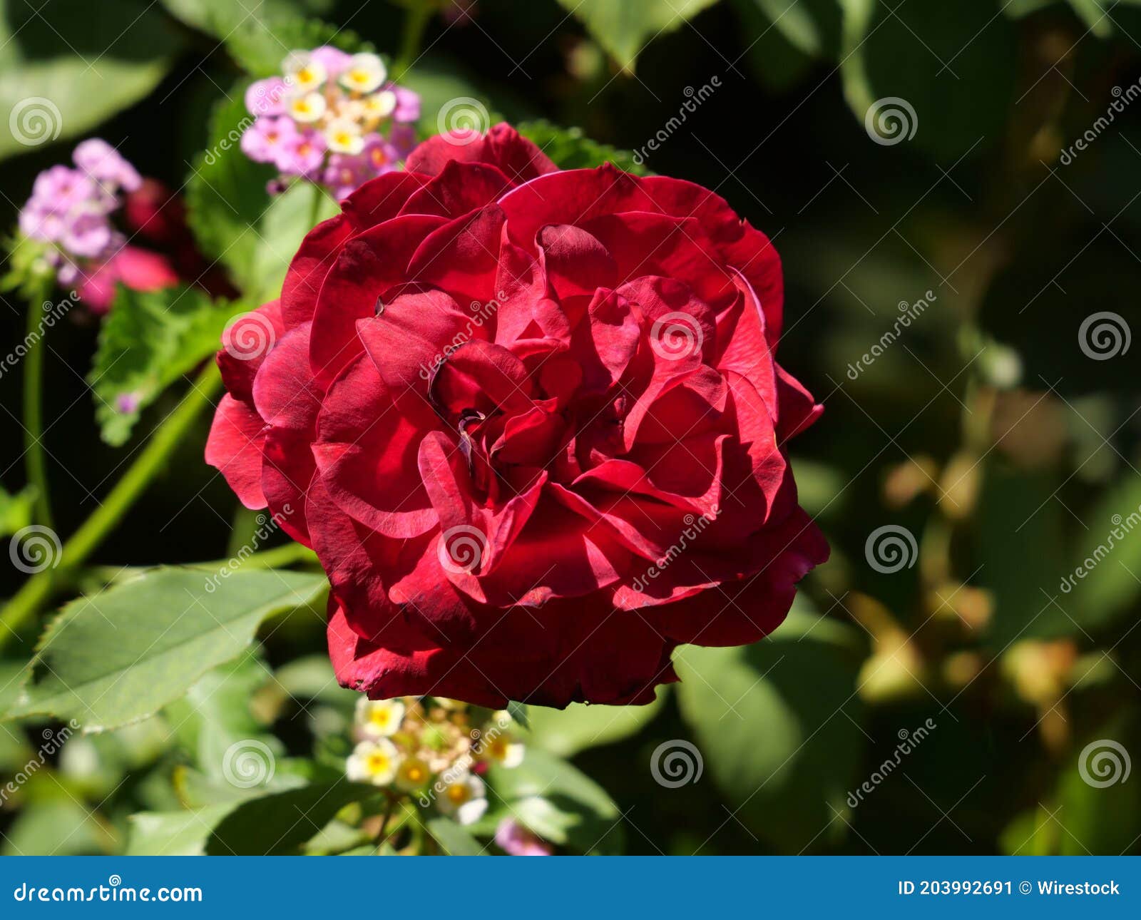 Beautiful Closeup of a Red Rose Growing in the Field on a Blurry ...