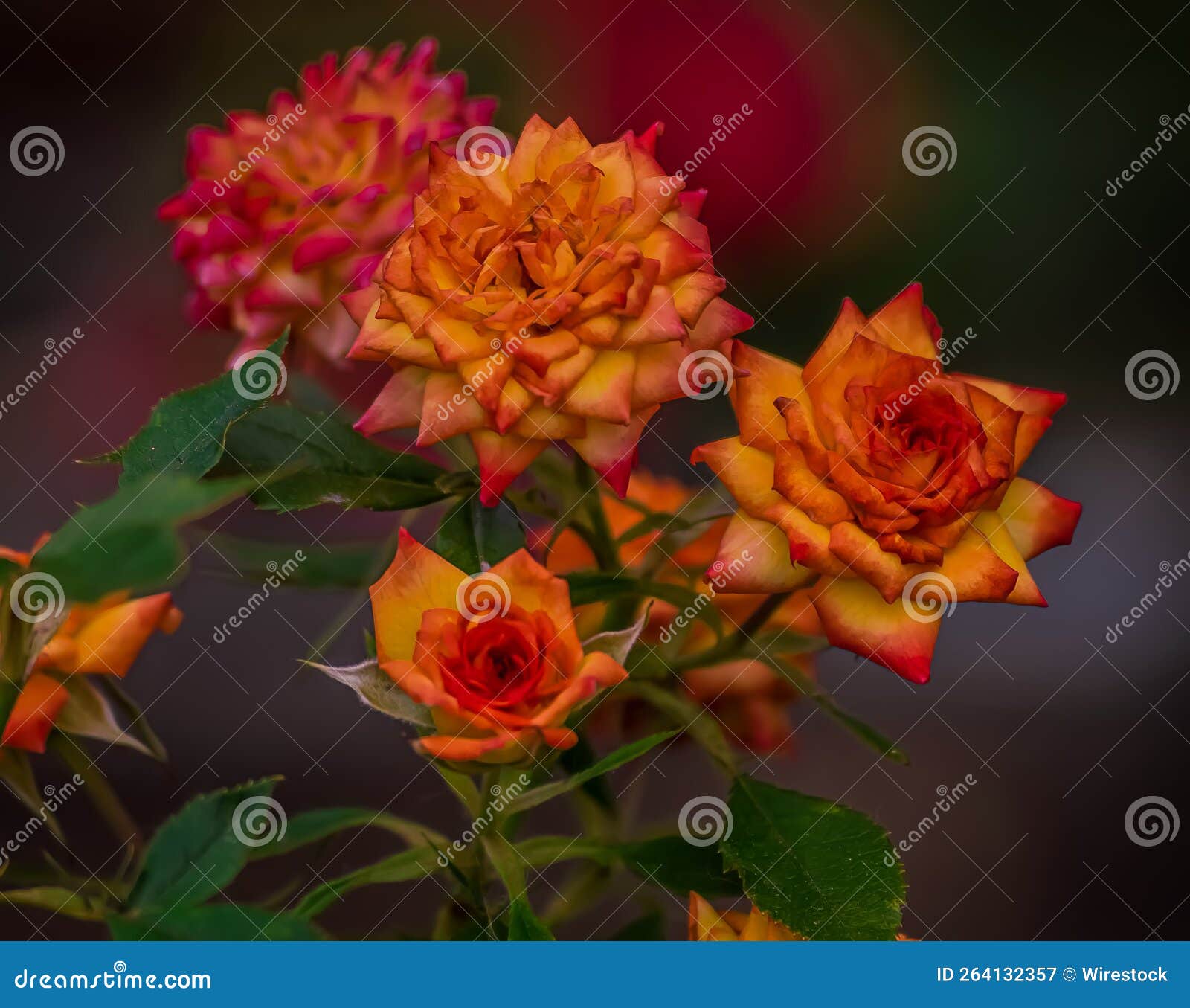 Beautiful Closeup of Roses in the Garden Stock Image - Image of floral ...