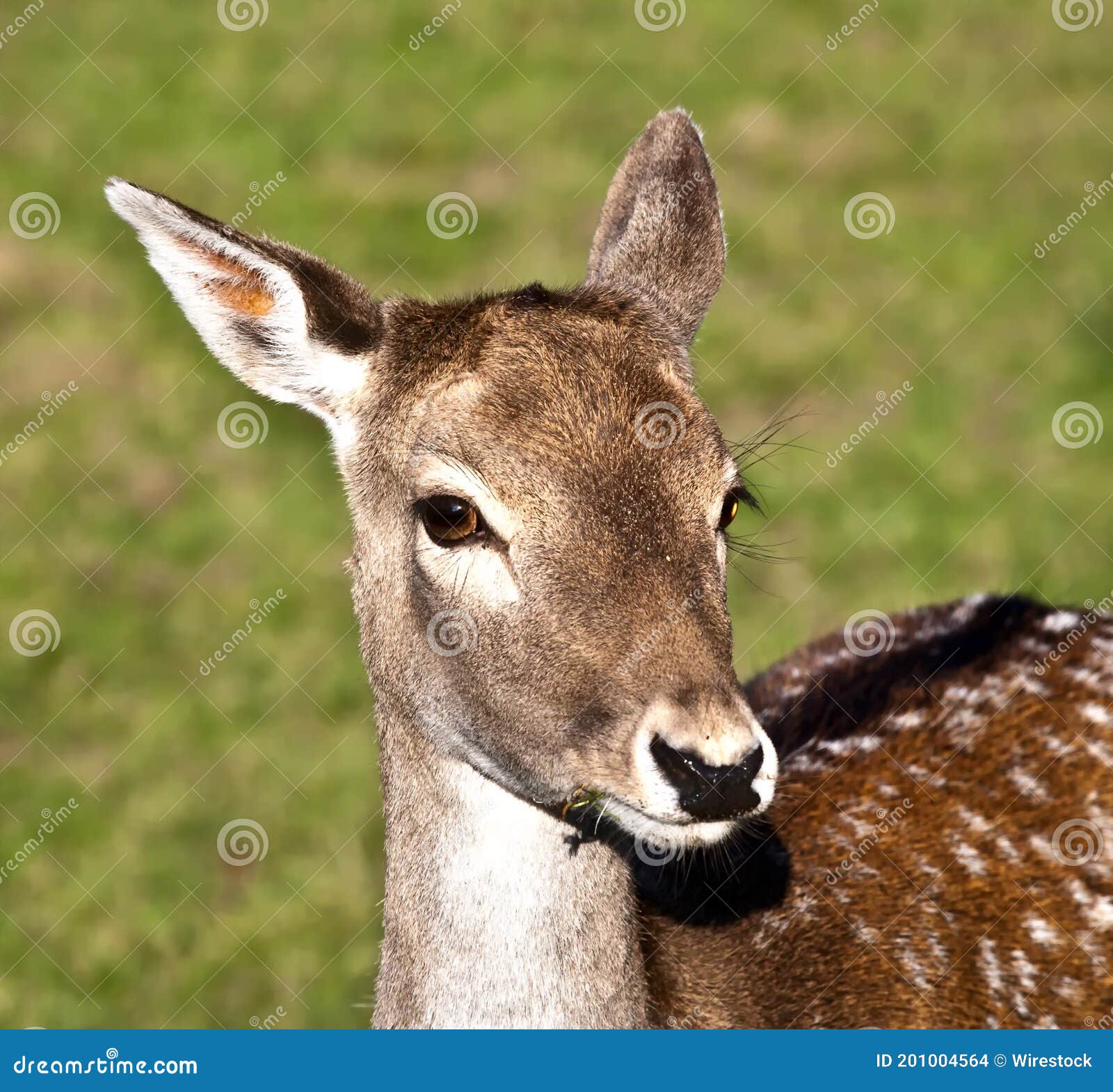 Beautiful Closeup Shot of a Deer Face Stock Photo - Image of mammal ...
