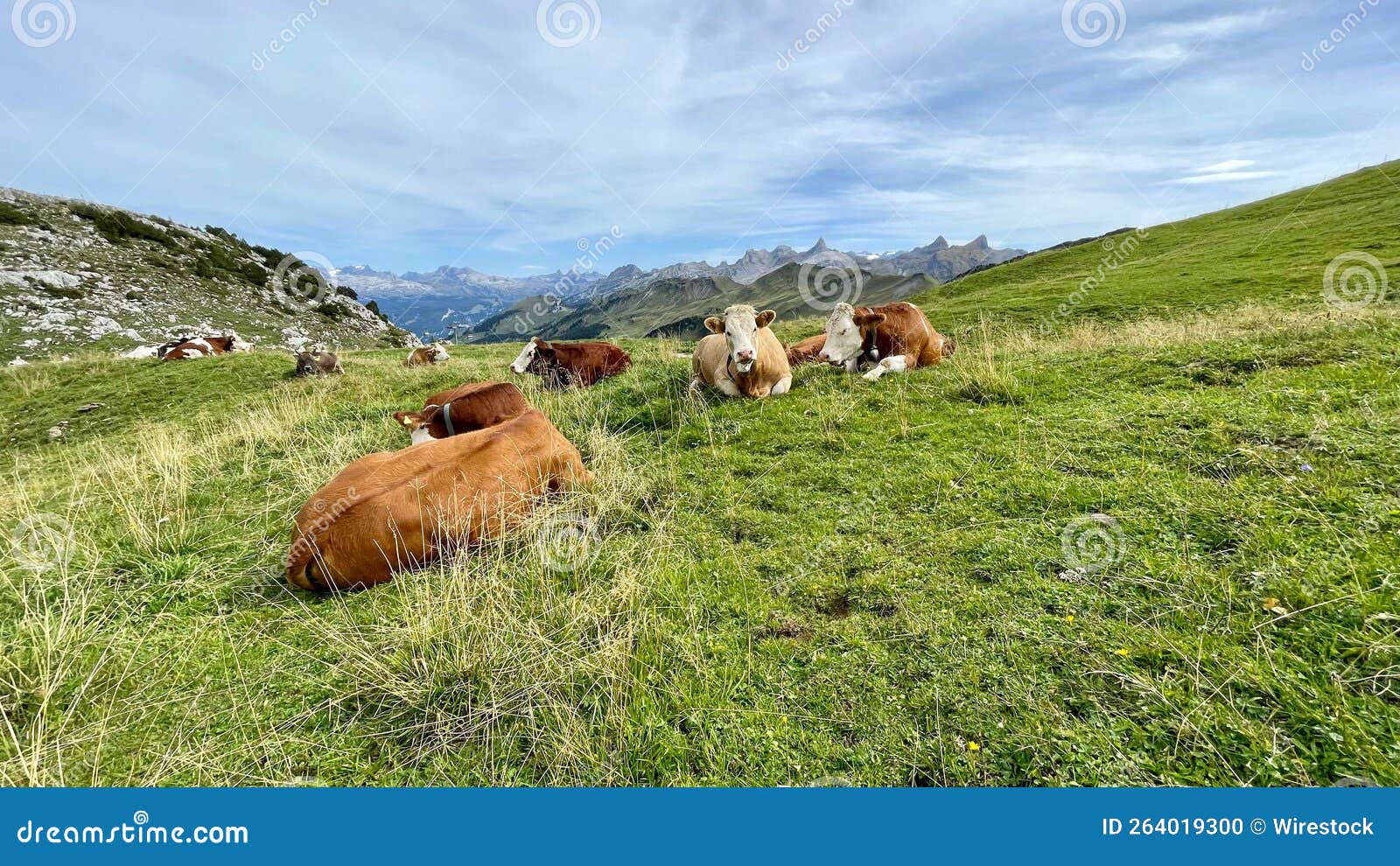 Beautiful Closeup of a Simmental Breed Cattle Stock Photo - Image of ...