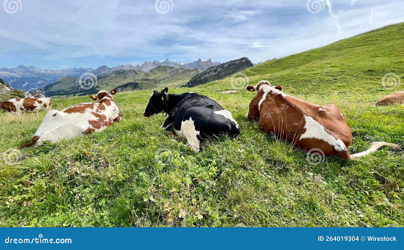 Beautiful Closeup of a Simmental Breed Cattle Stock Photo - Image of ...