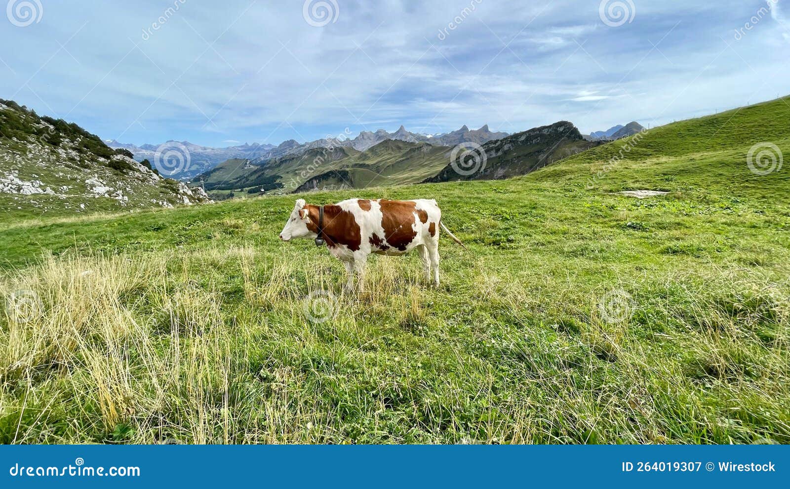Beautiful Closeup of a Simmental Breed Cattle Stock Image - Image of ...