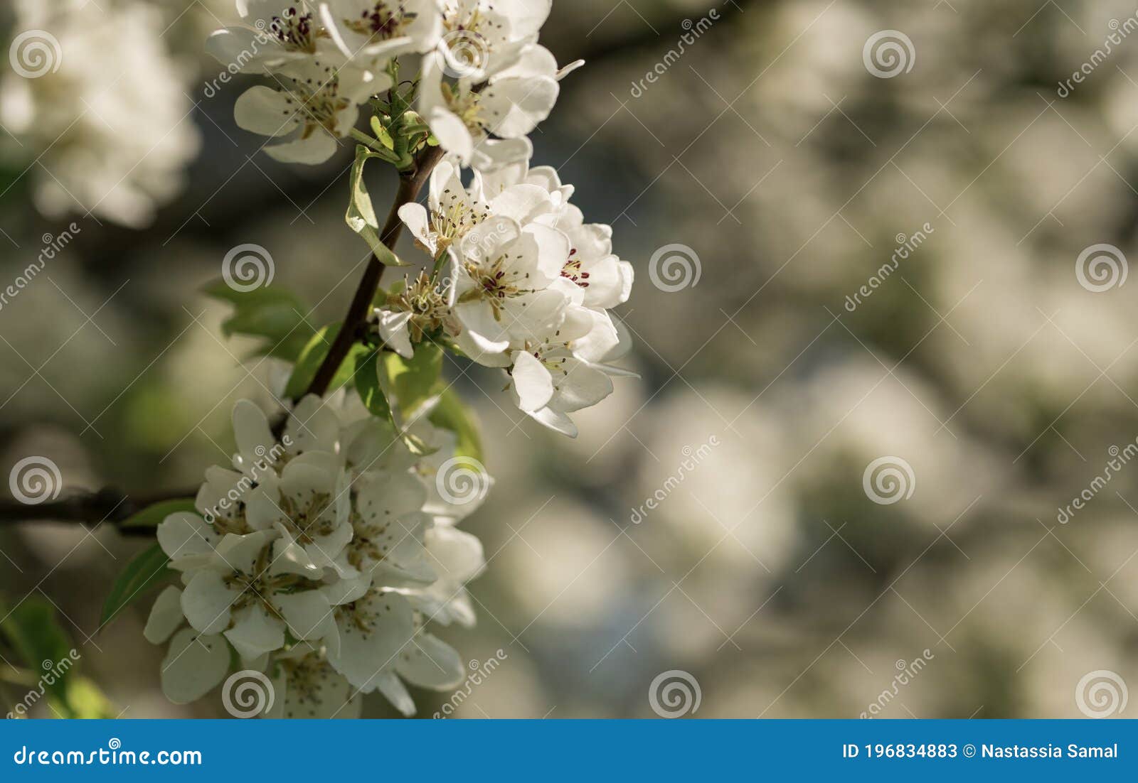 Beautiful Closeup Spring Blossoming Tree Flowers. Bokeh Background ...