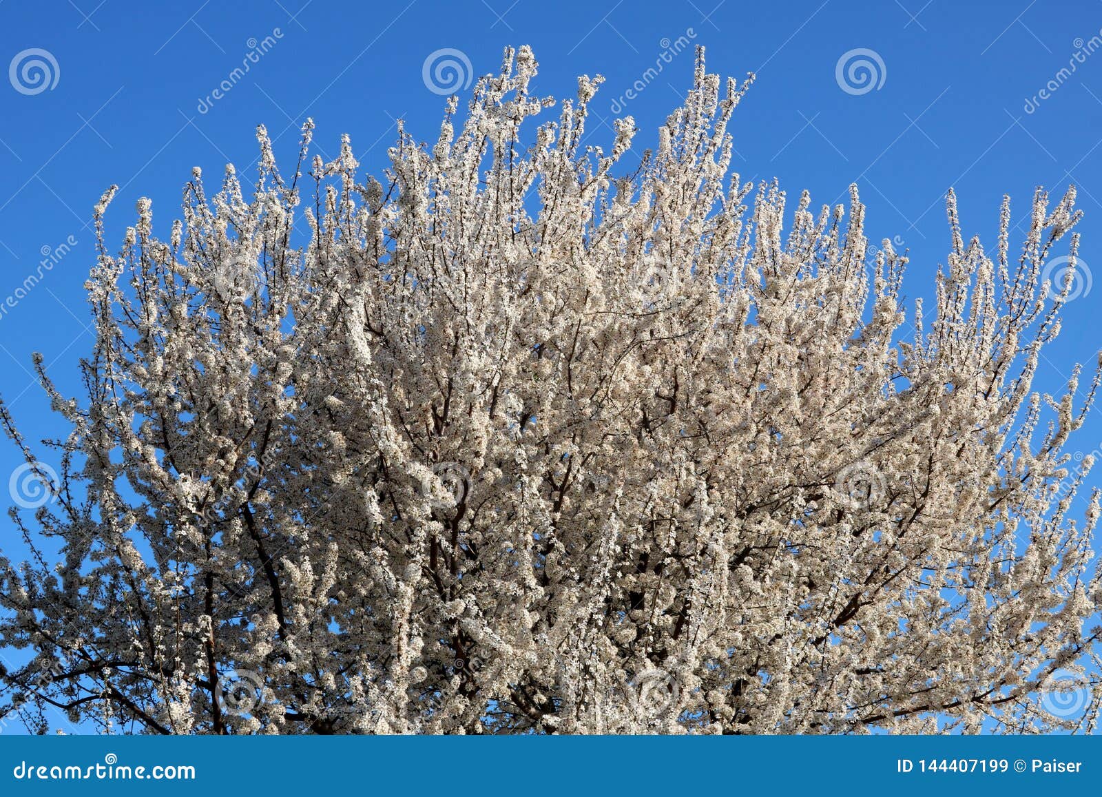 Beautiful Closeup Spring Flowering Blossoming Plum Tree in the Spring ...
