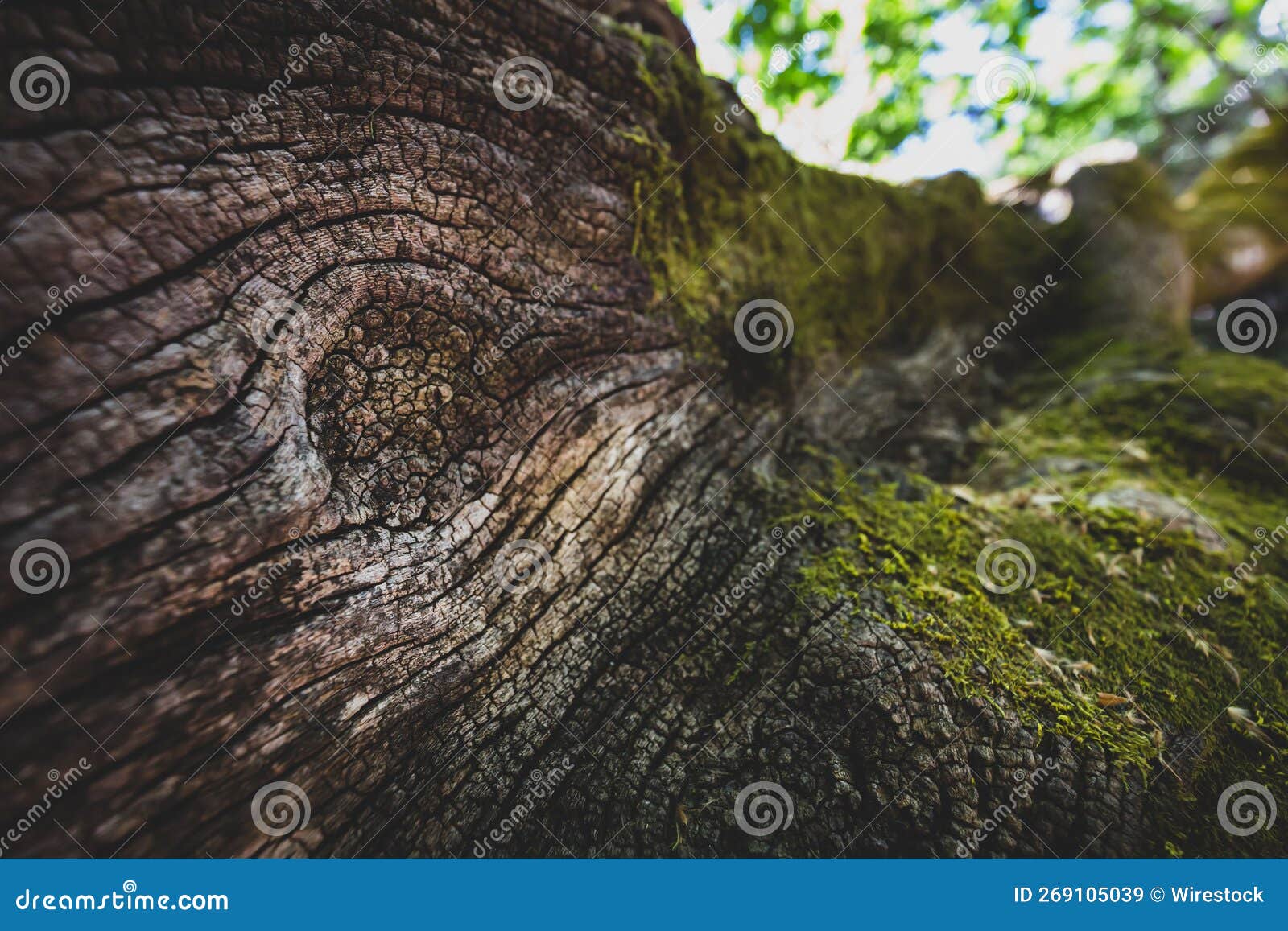 Beautiful Closeup of Tree Branch Stock Image - Image of branch, view ...