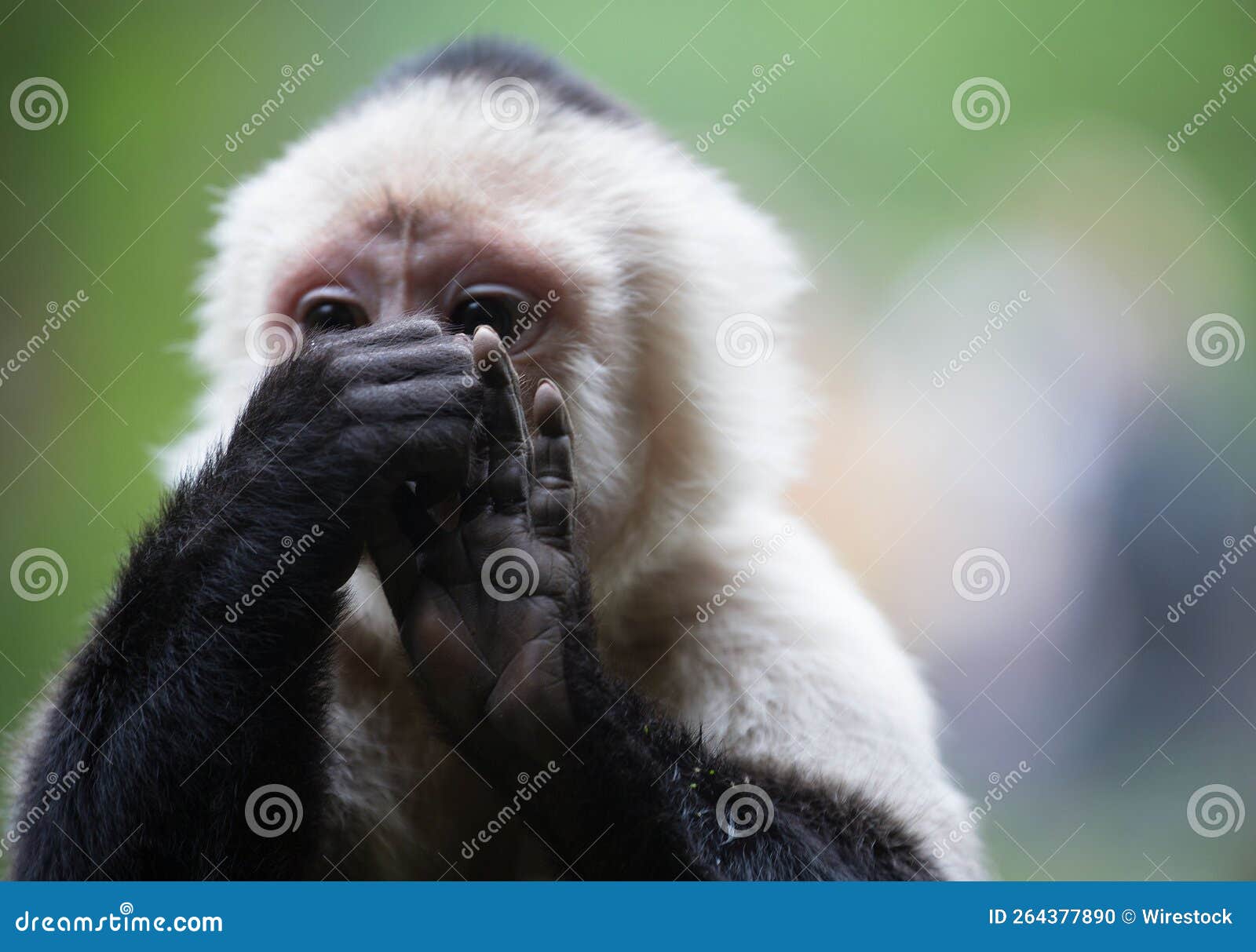 Beautiful Closeup View of a Capuchin Monkey Covering His Face on a ...