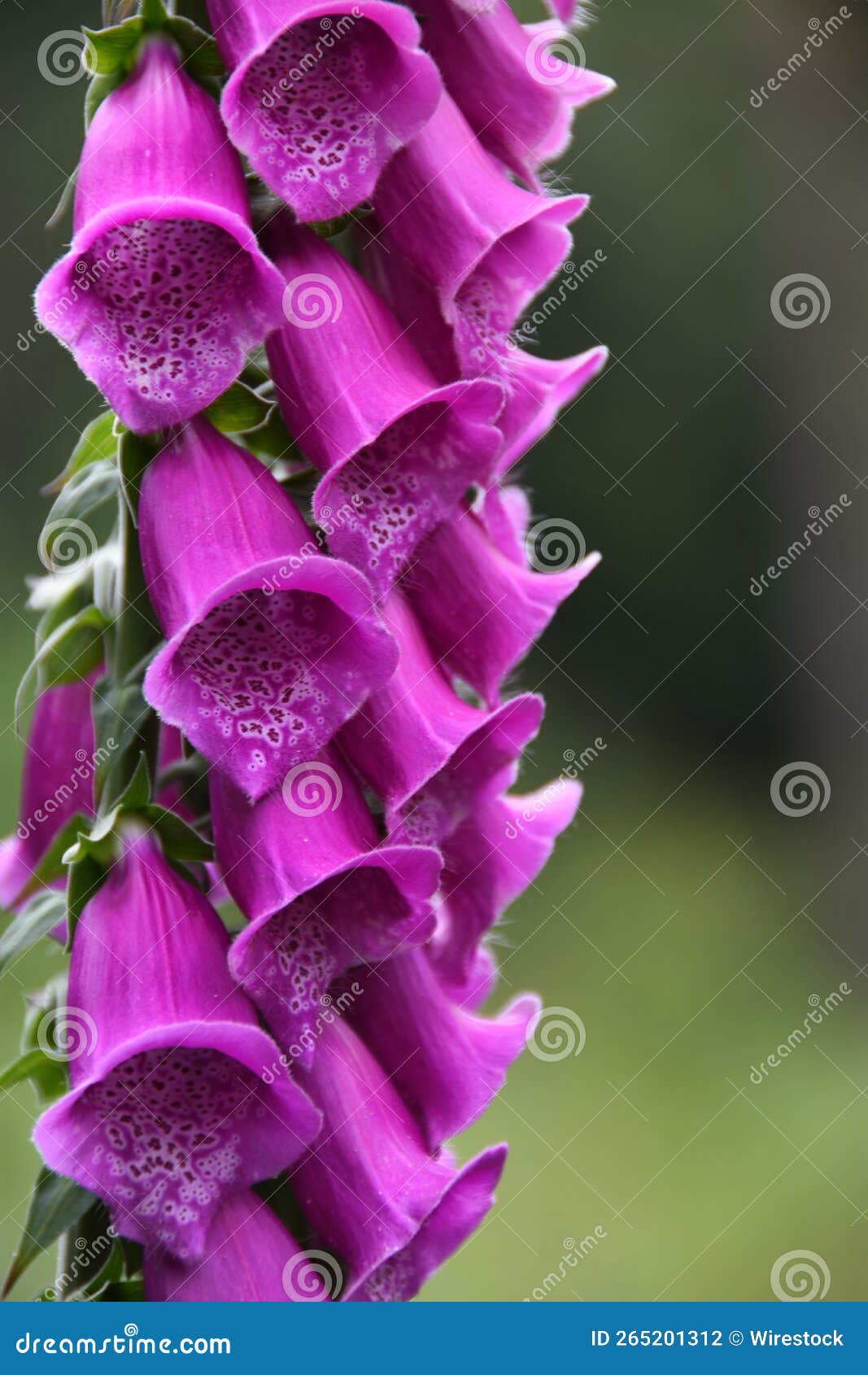 Beautiful Closeup View of Purple Digitalis Stock Photo - Image of ...