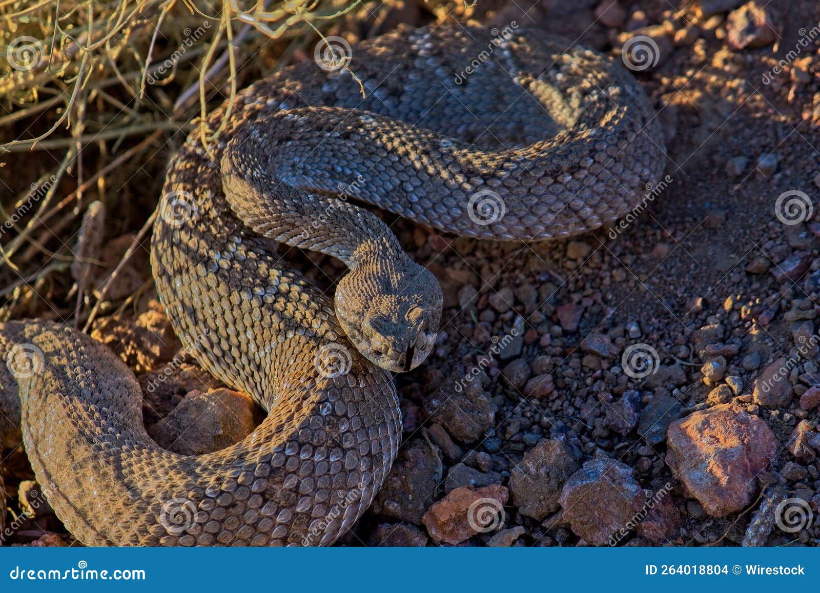 Beautiful Closeup of a Western Diamondback Rattlesnake on a Ground ...