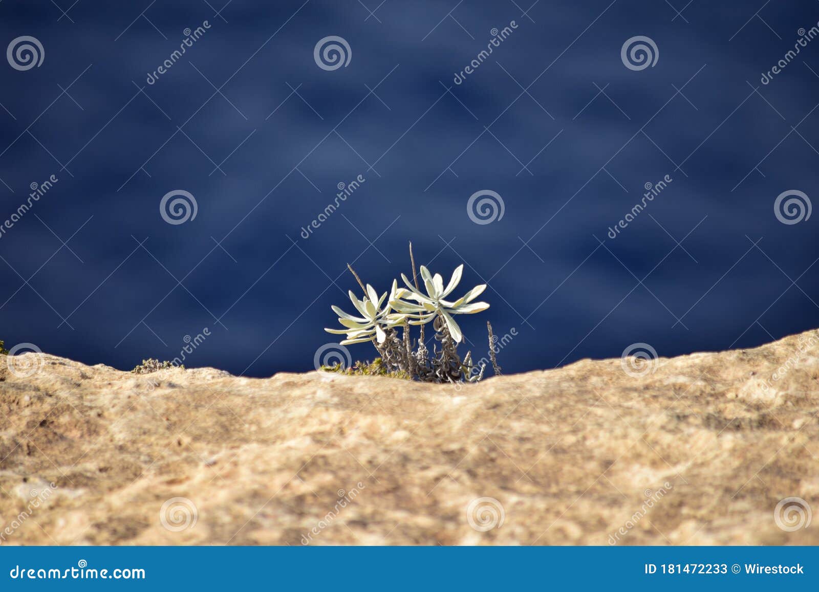 Beautiful Closeup of White Flower on a Cliff Edge Stock Image - Image ...