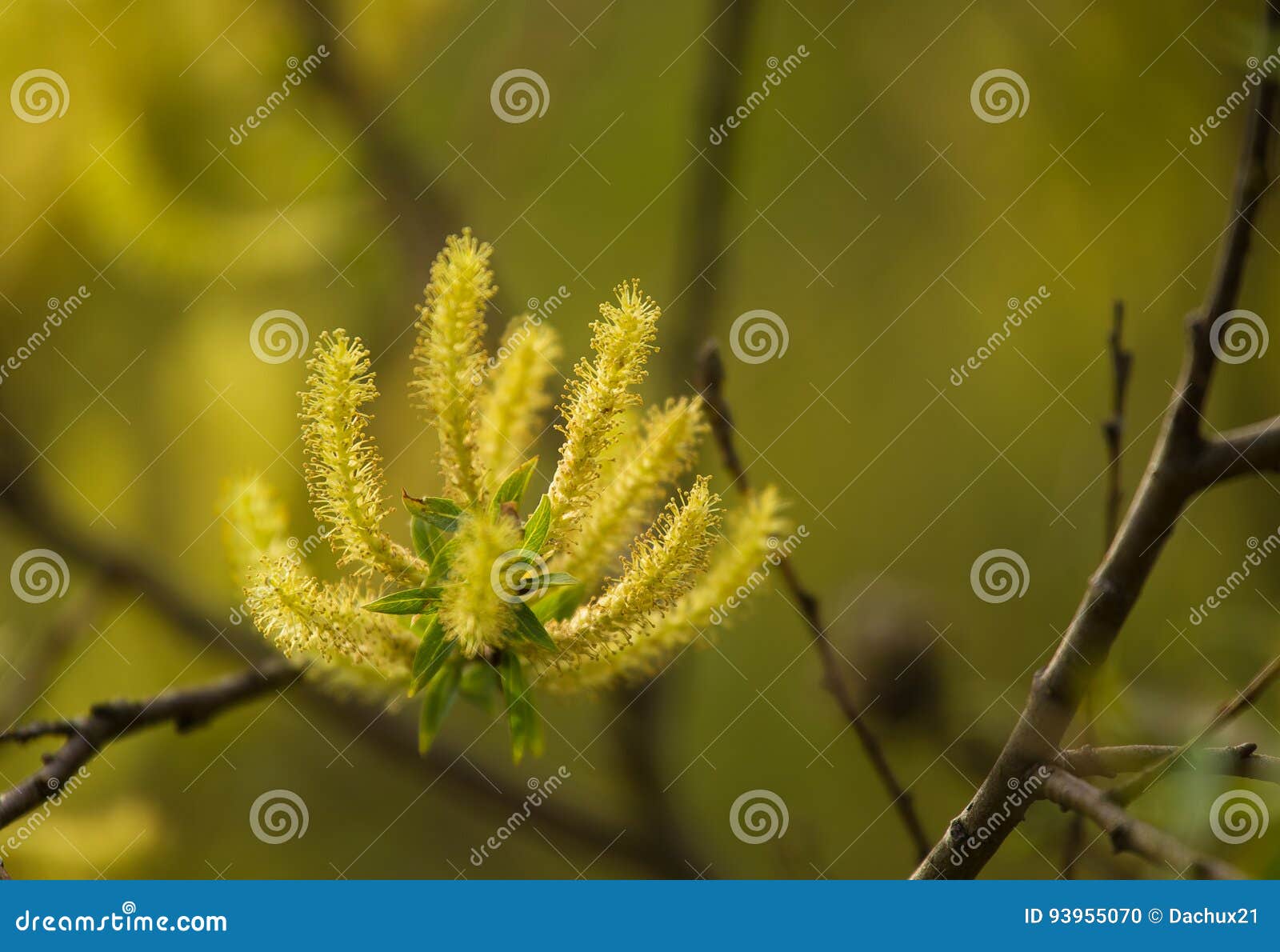 A Beautiful Closeup of a Willow Tree Branches in Spring Stock Photo ...