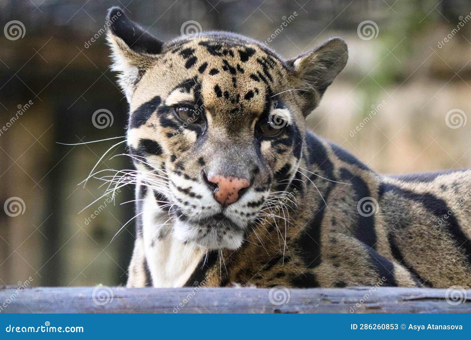 Beautiful clouded leopard stock image. Image of mainland - 286260853