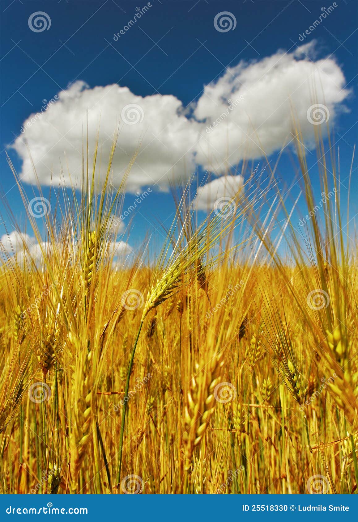 Beautiful Clouds Above Field. Stock Photo - Image of agriculture, grain ...