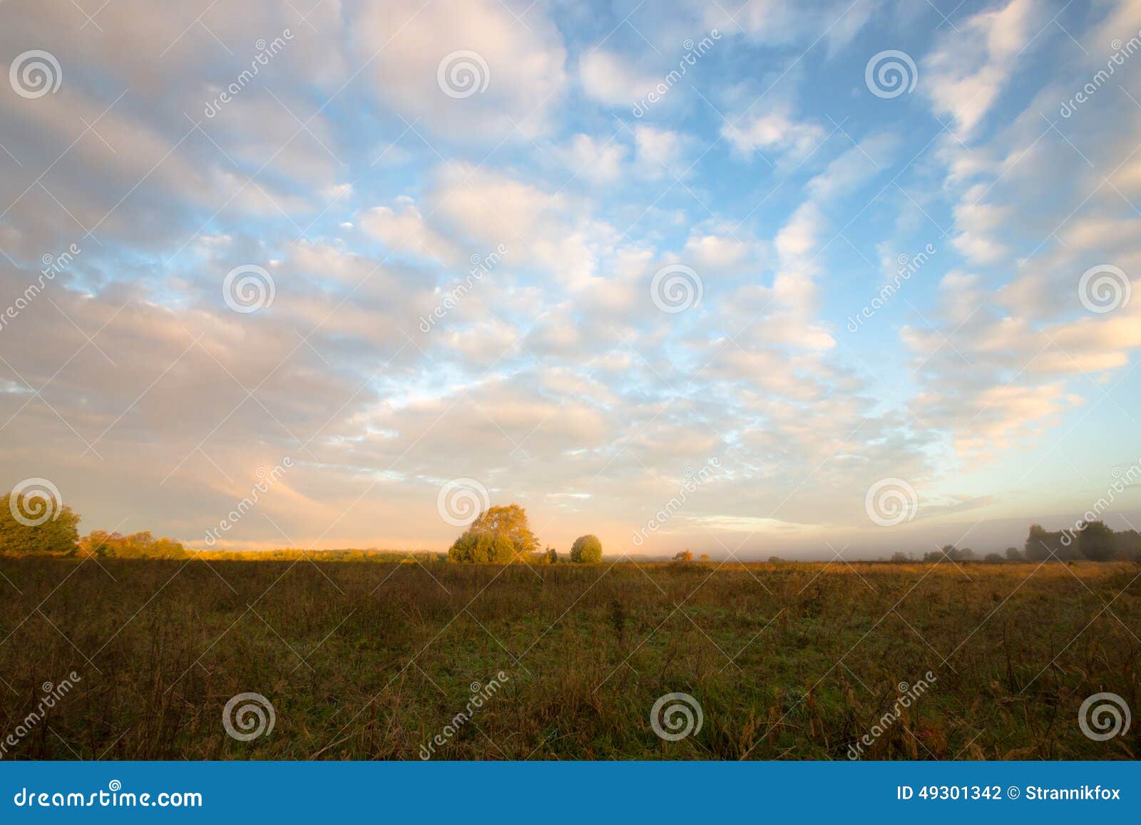 Beautiful Clouds Over the Field Near the Forest. Summer Stock Photo ...