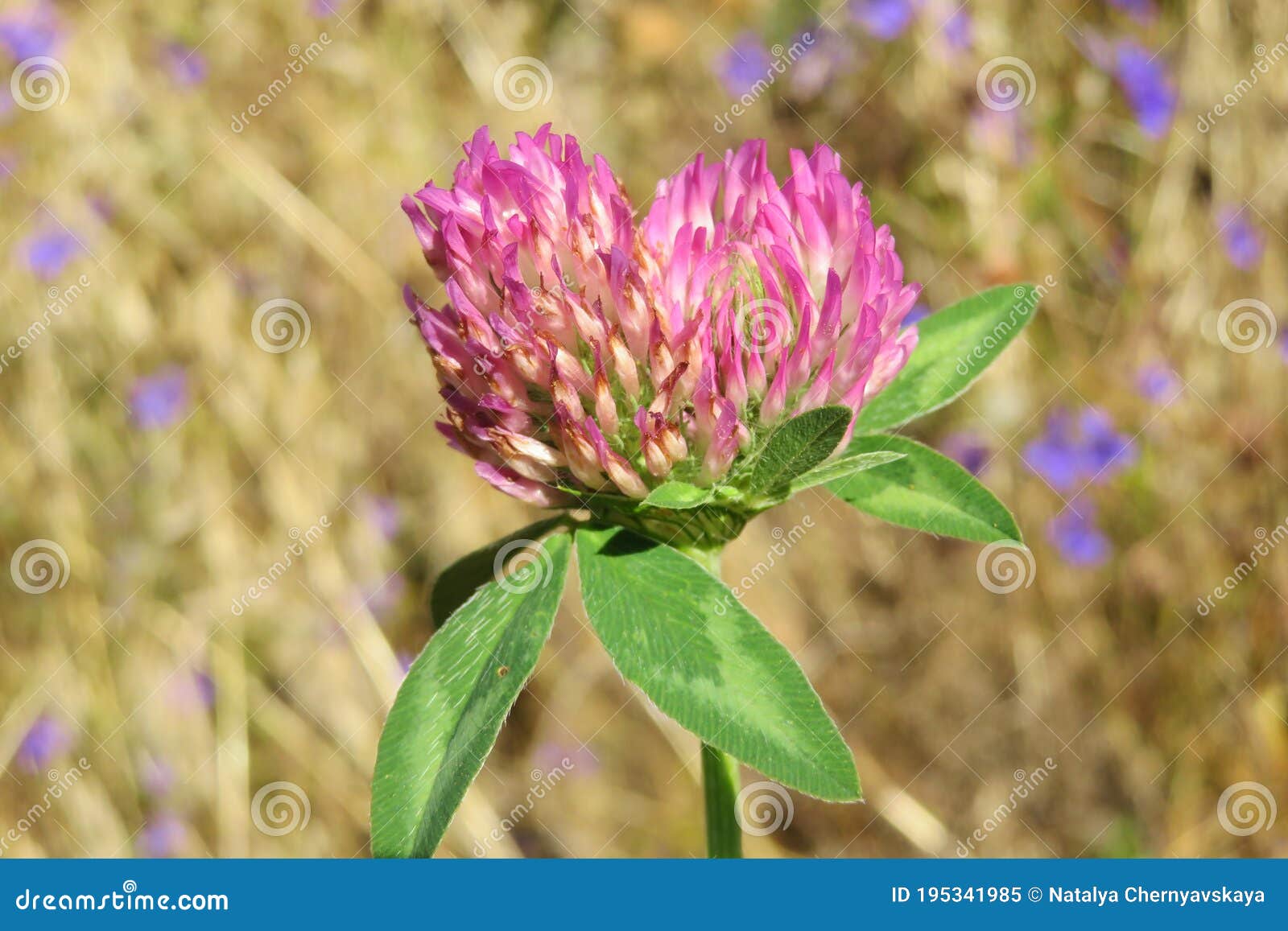 Beautiful Clover Flower on the Meadow Stock Image - Image of growth ...