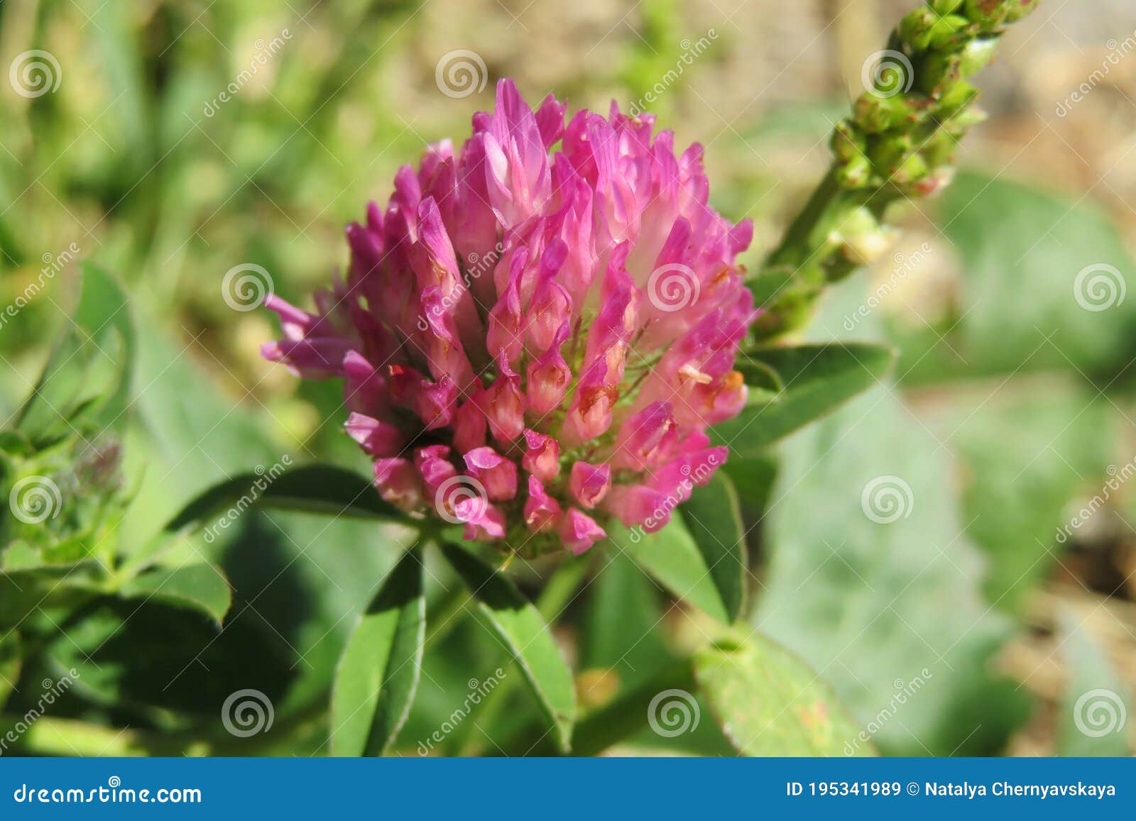 Beautiful Clover Blue Butterfly Ziziana Antanassa Sitting On A Flower ...