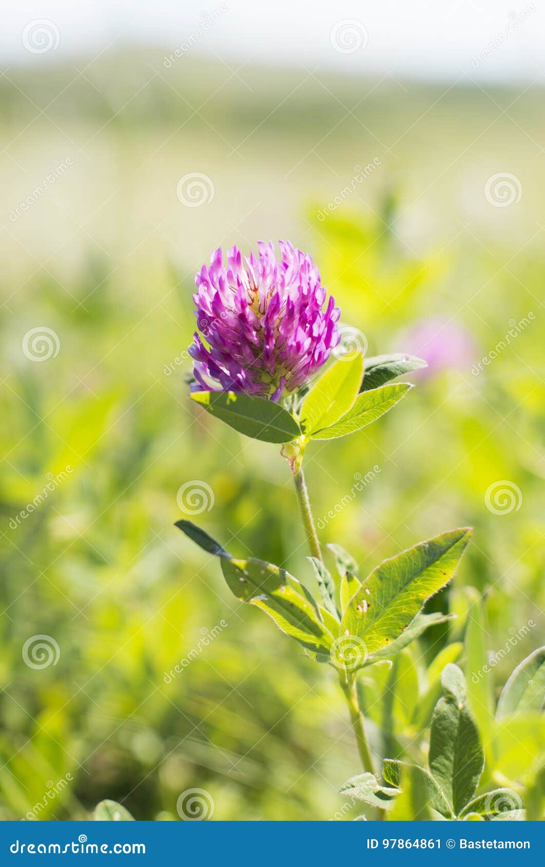 Beautiful clover flower stock image. Image of macro, green - 97864861