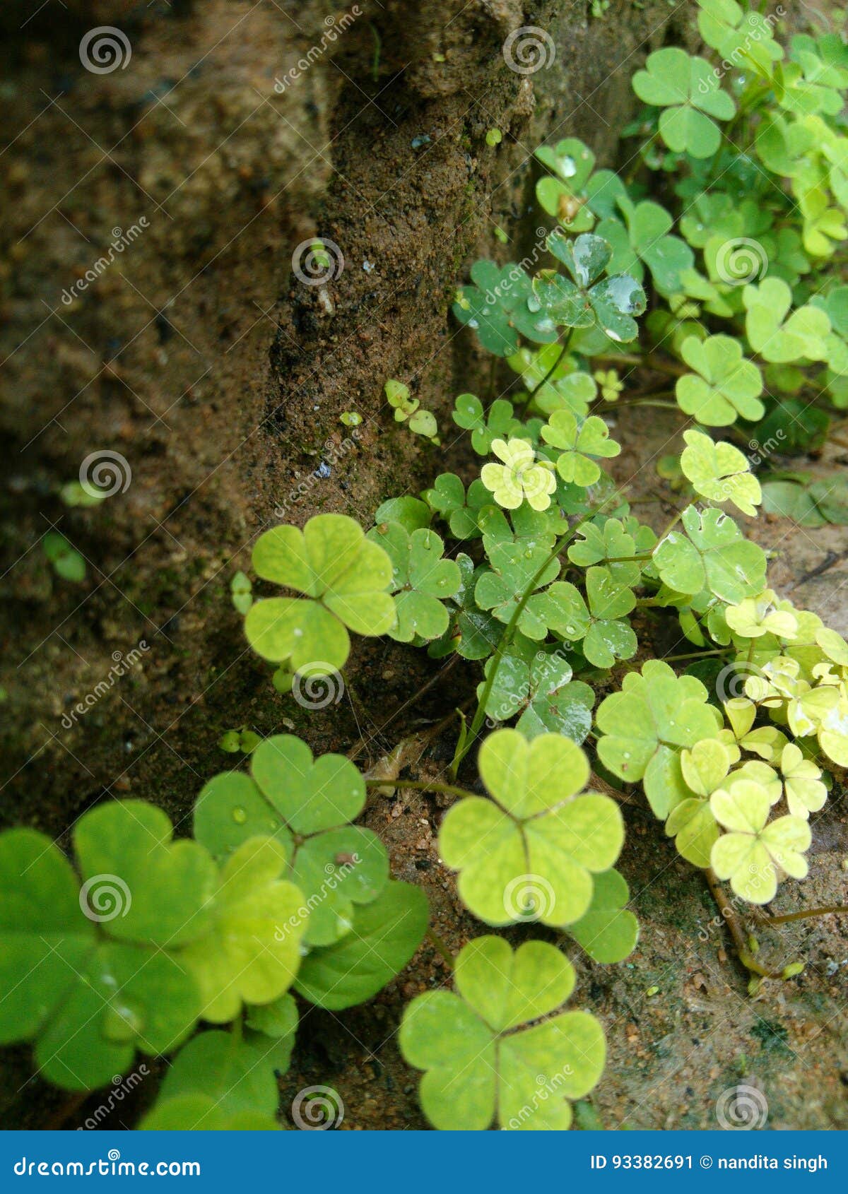 Beautiful clover natural stock image. Image of natural - 93382691