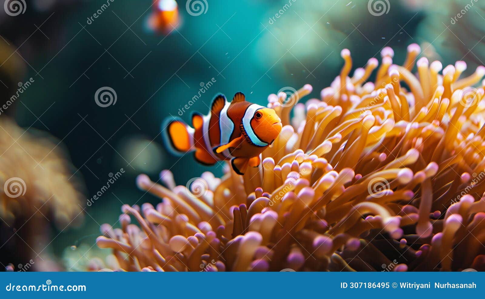 Beautiful Clown Fish Swimming in the Corals Stock Image - Image of nemo ...