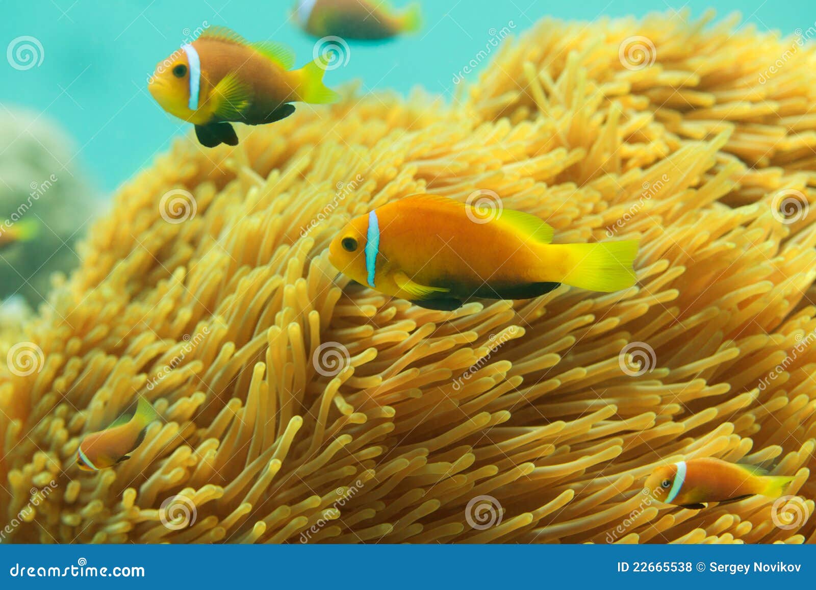 Beautiful clownfishes stock photo. Image of anemone, undersea - 22665538