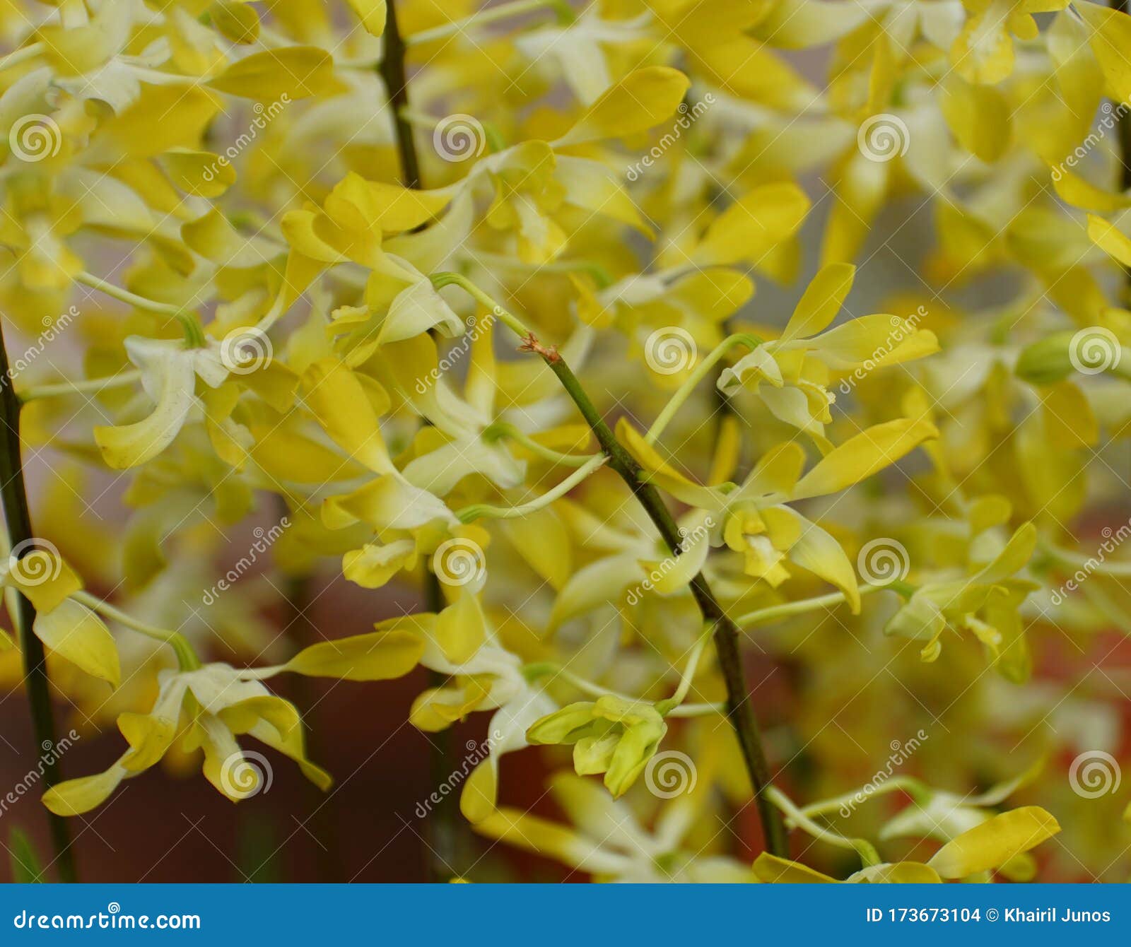 Beautiful Cluster of Tiny Yellow Dendrobium Banana Royal Orchids Stock ...