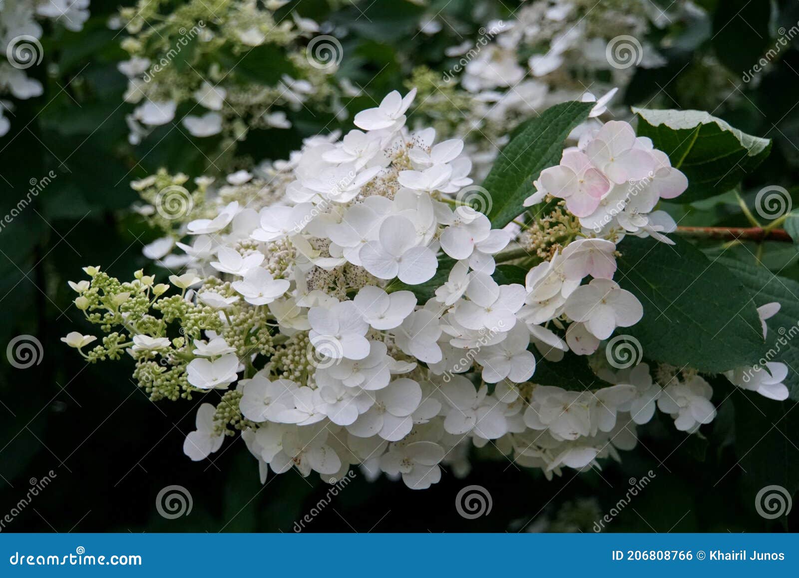 Beautiful Cluster of White Panicle Hydrangea Flowers Stock Photo ...