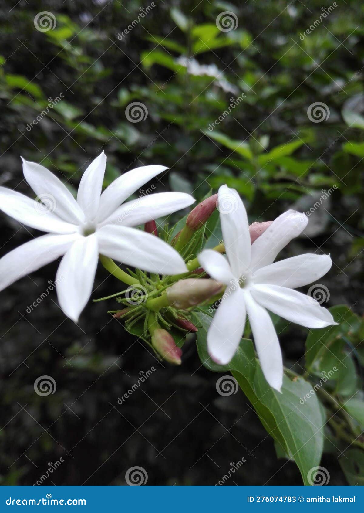 Beautiful Clusters of White Flowers Stock Image - Image of plant ...