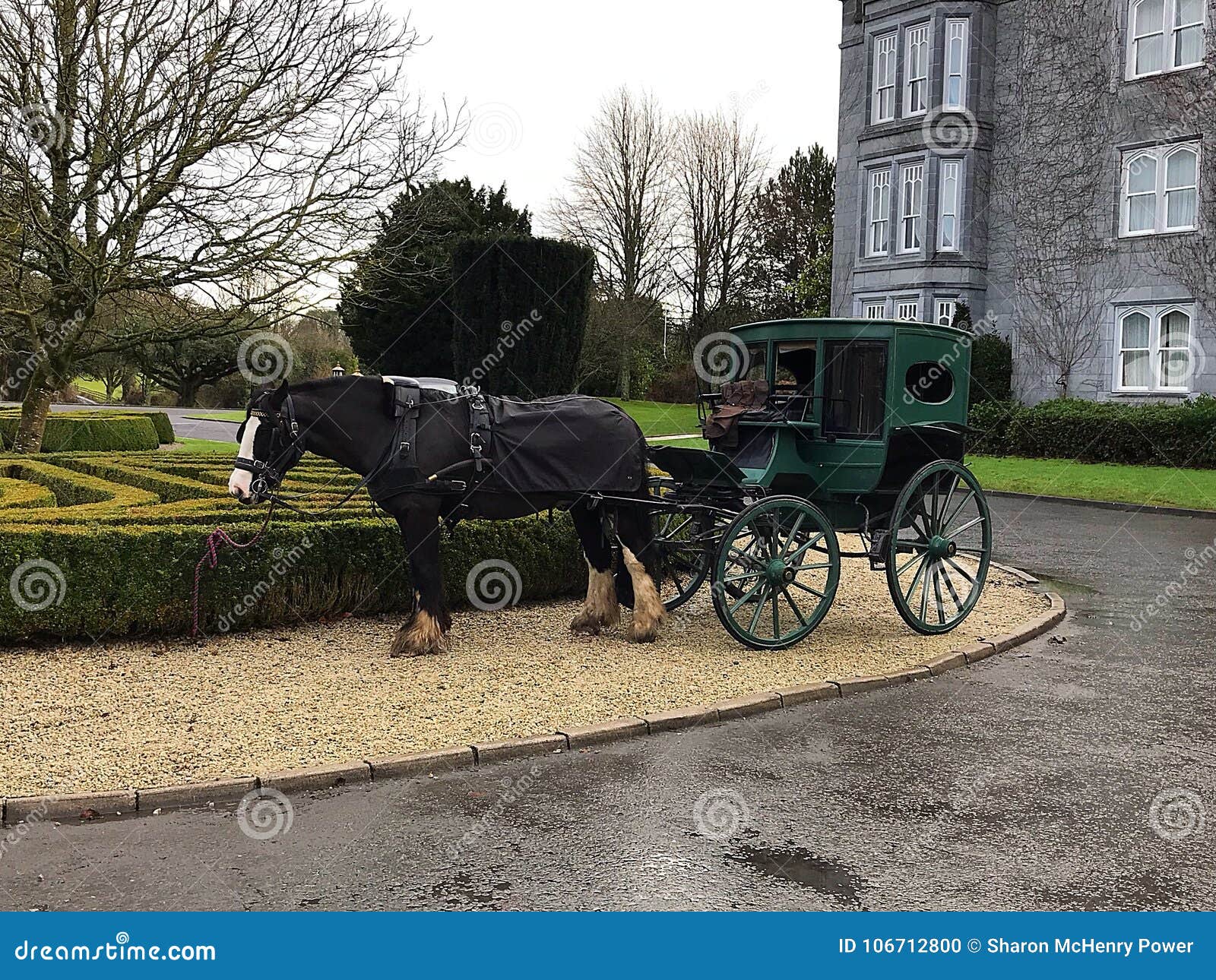 Beautiful Clydesdale Horse with Buggy Editorial Image - Image of horse ...