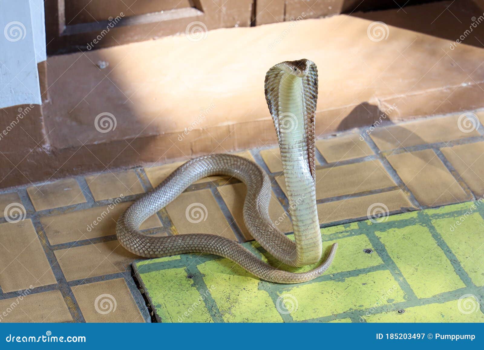 The Beautiful Cobra Snake on Cement Floor at Thailand Stock Image ...