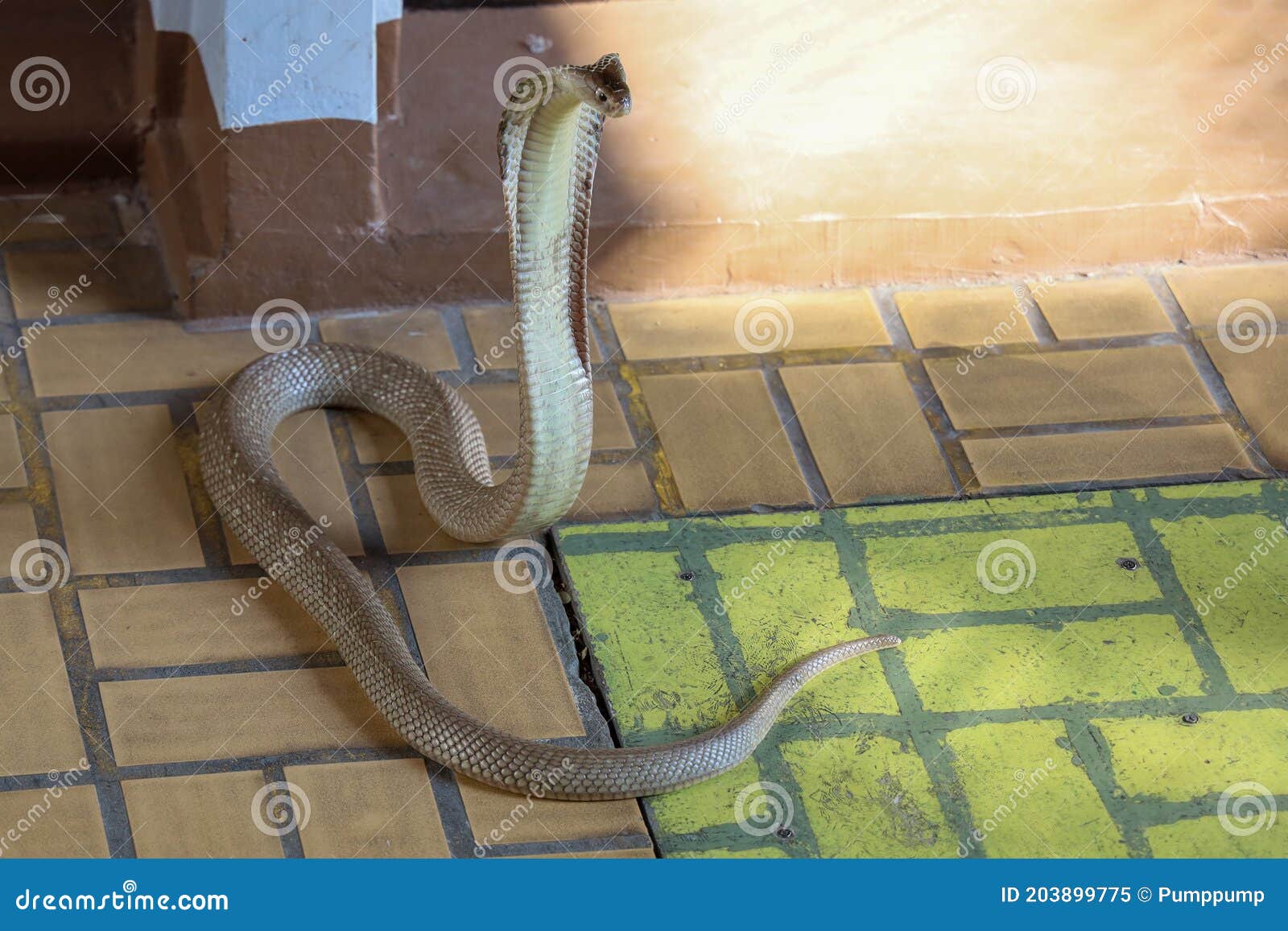 The Beautiful Cobra Snake on Cement Floor at Thailand Stock Image ...