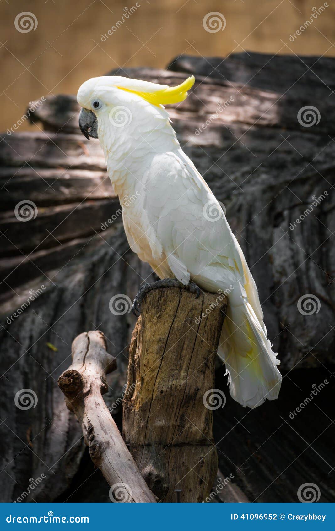 Beautiful cockatoo stock photo. Image of australia, cacatua - 41096952