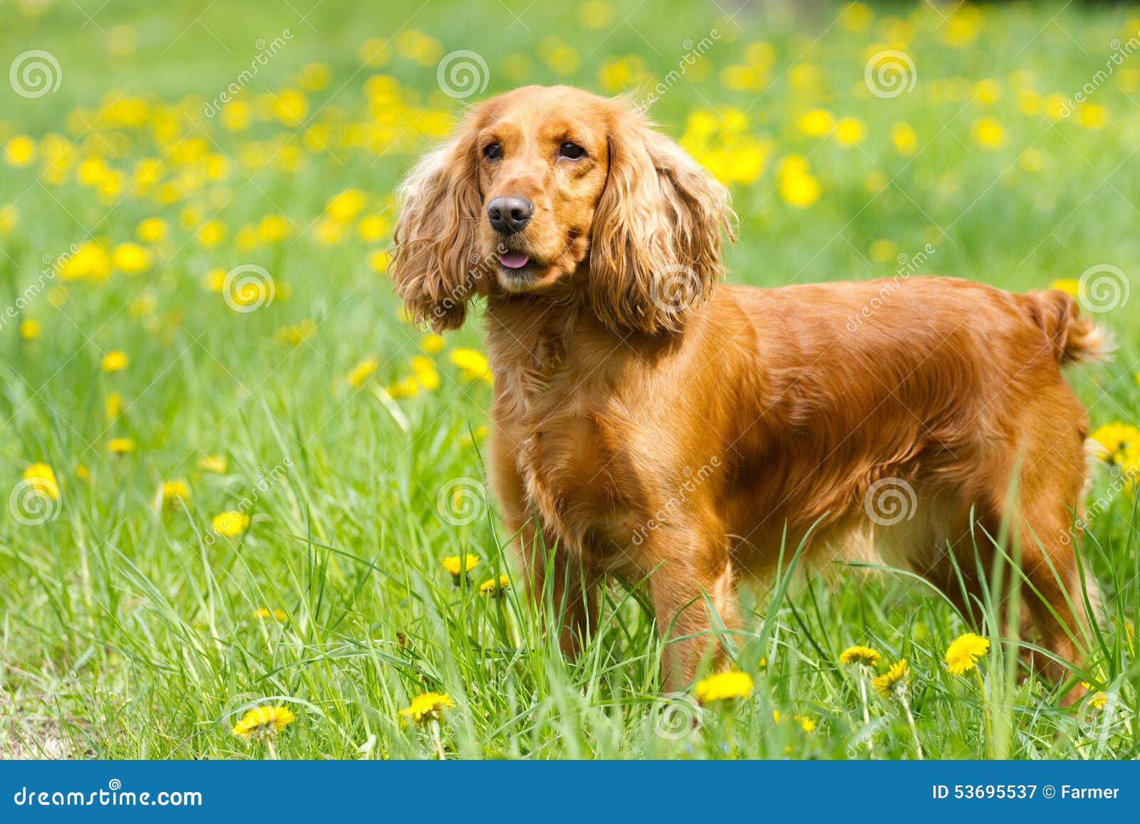 Beautiful cocker spaniel stock image. Image of domestic - 53695537